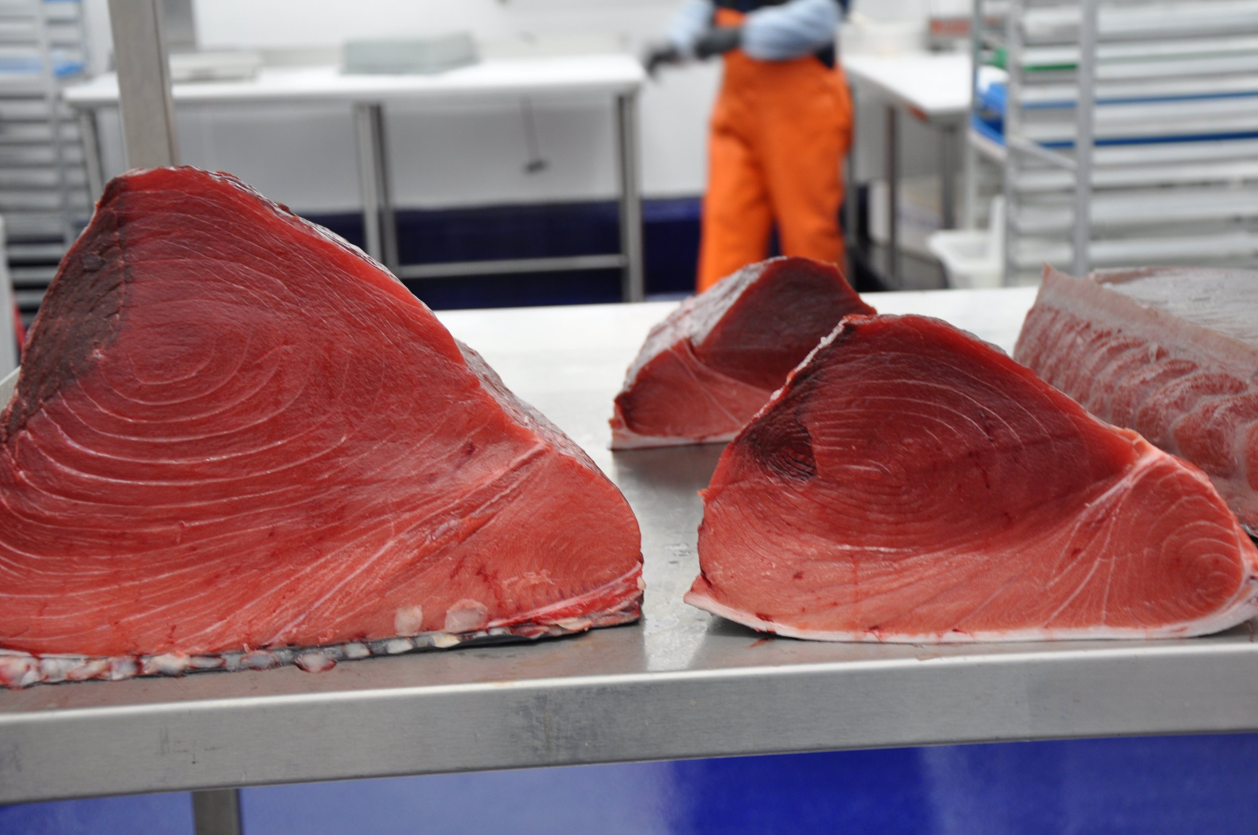 Tuna + Sword — Wulf's Fish Wholesale