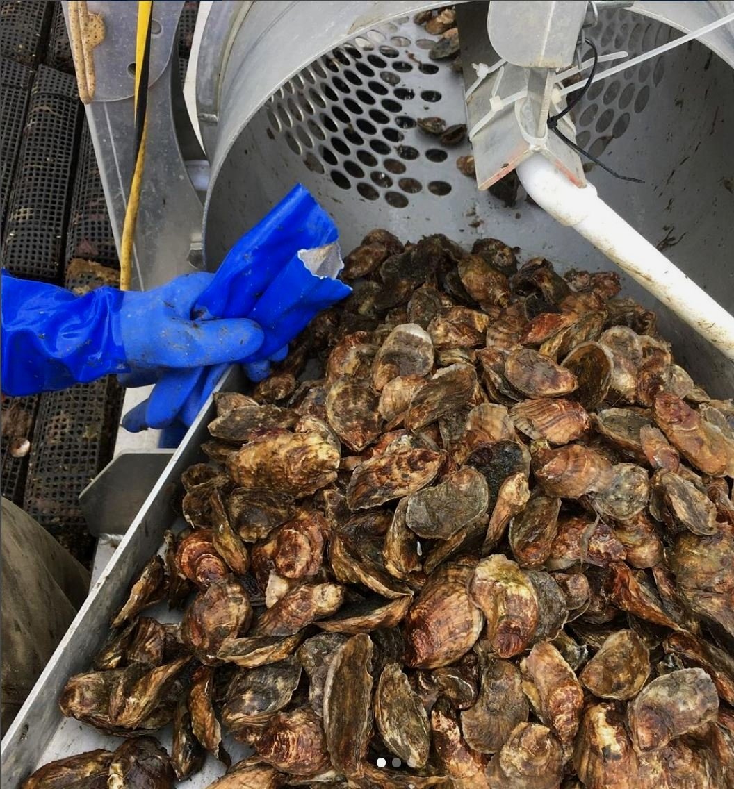 South Bay Blonde Oysters — Wulf's Fish Wholesale