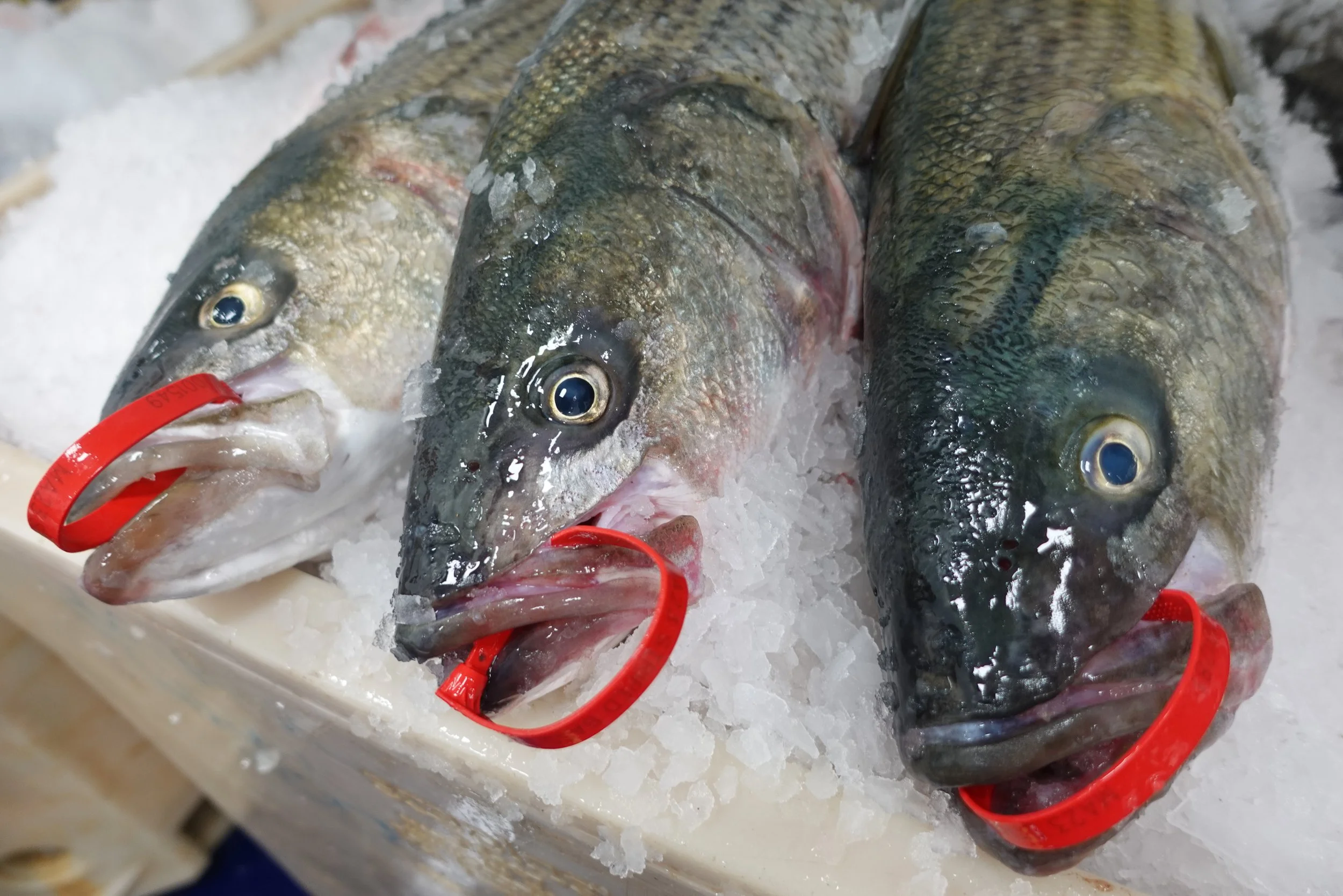 New England Natives — Wulf's Fish Wholesale