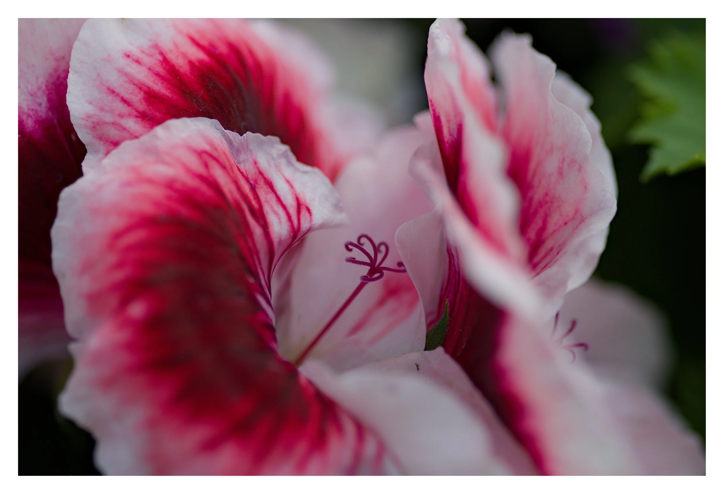 Nick Long Photography