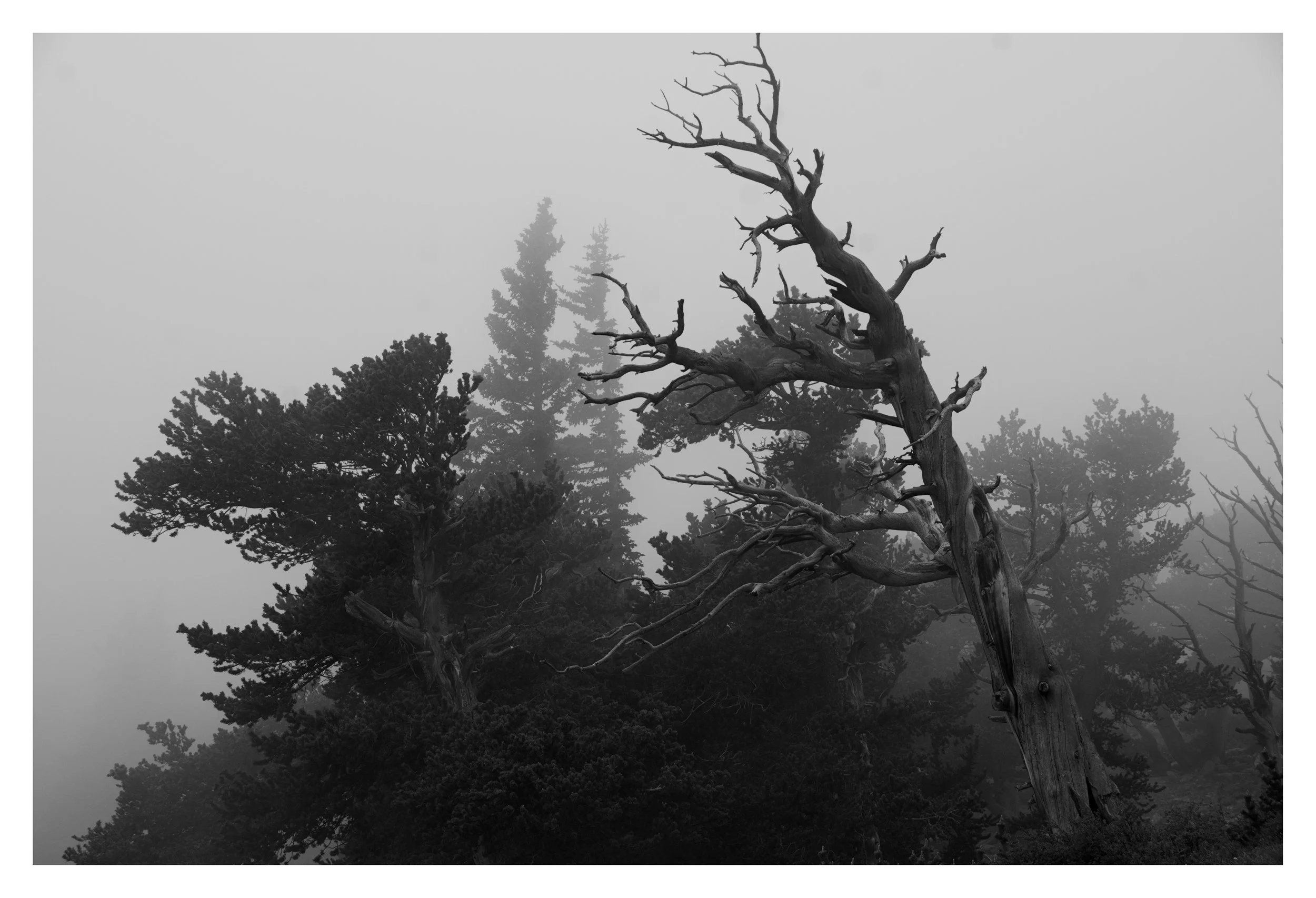 Nick Long Photography