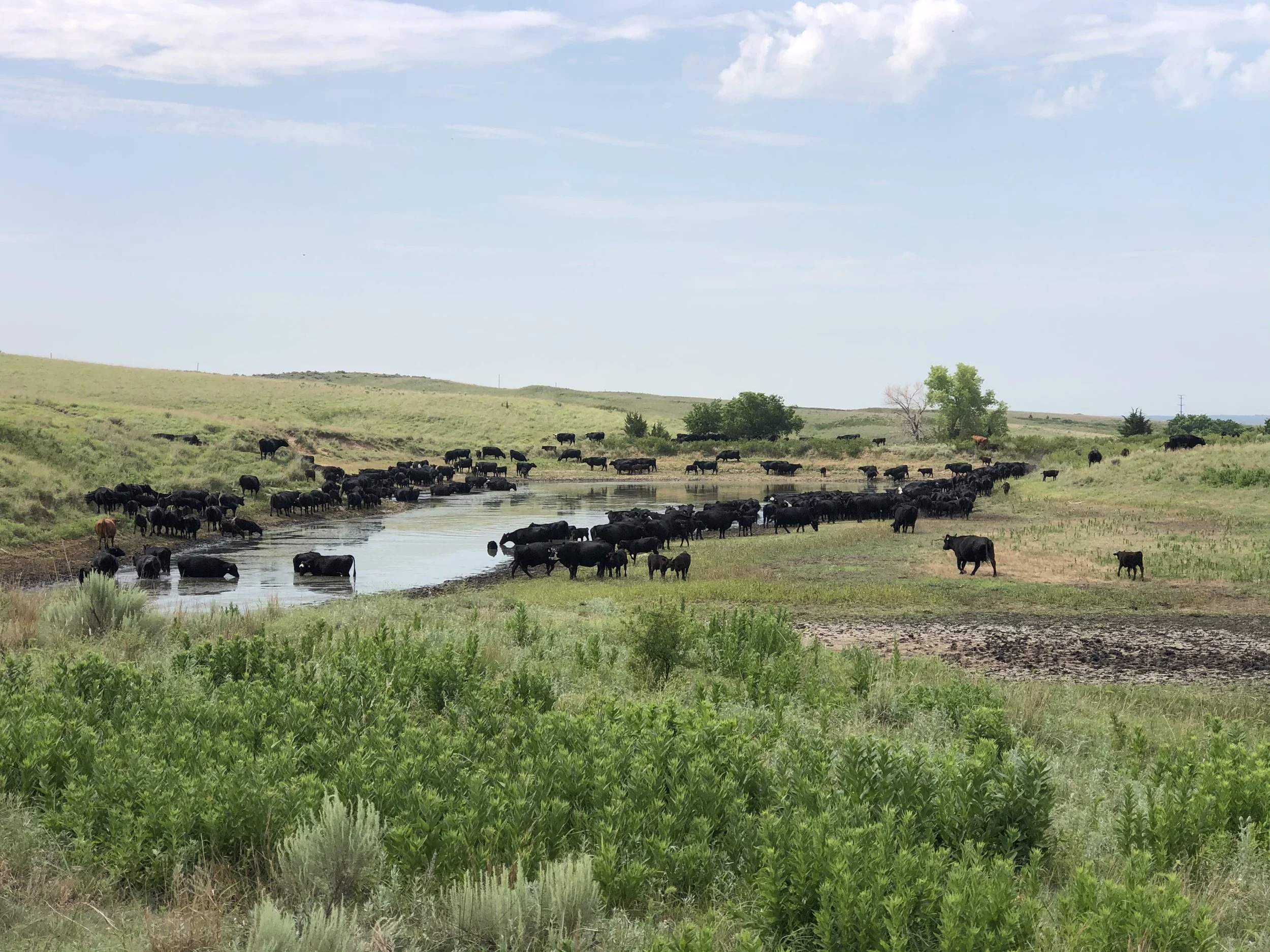 Rattlesnake Meat Company | Pasture-Raised Angus Beef | Pratt, KS