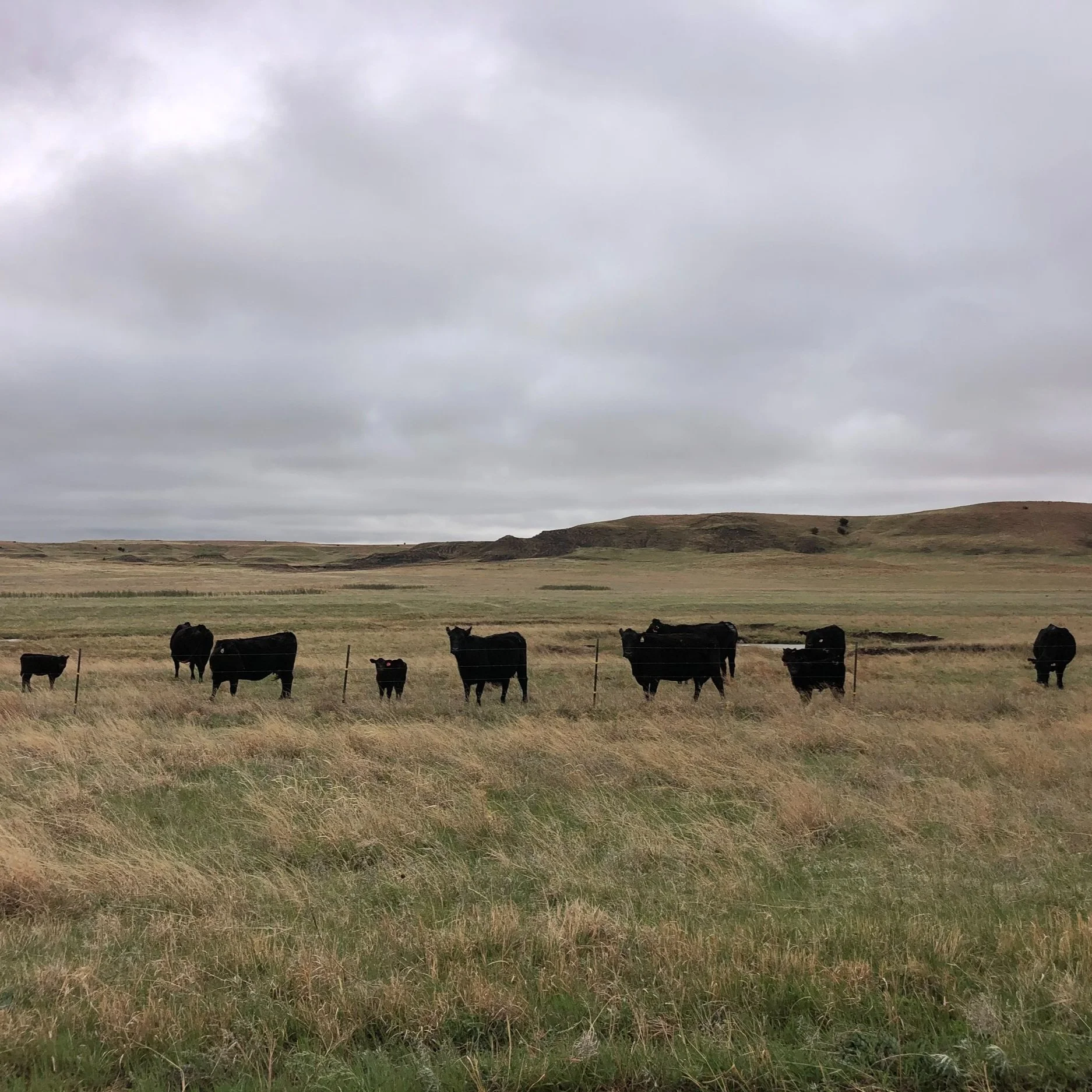 Rattlesnake Meat Company | Pasture-Raised Angus Beef | Pratt, KS