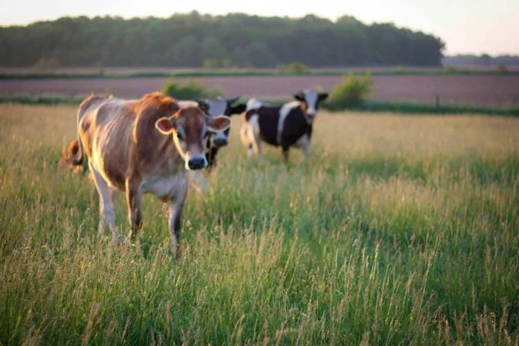 5 reasons Having Cows Improves Your Life — The Midwest Farm Shop
