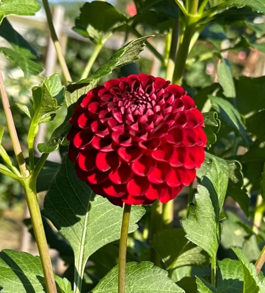 FARMIR'S Flowers