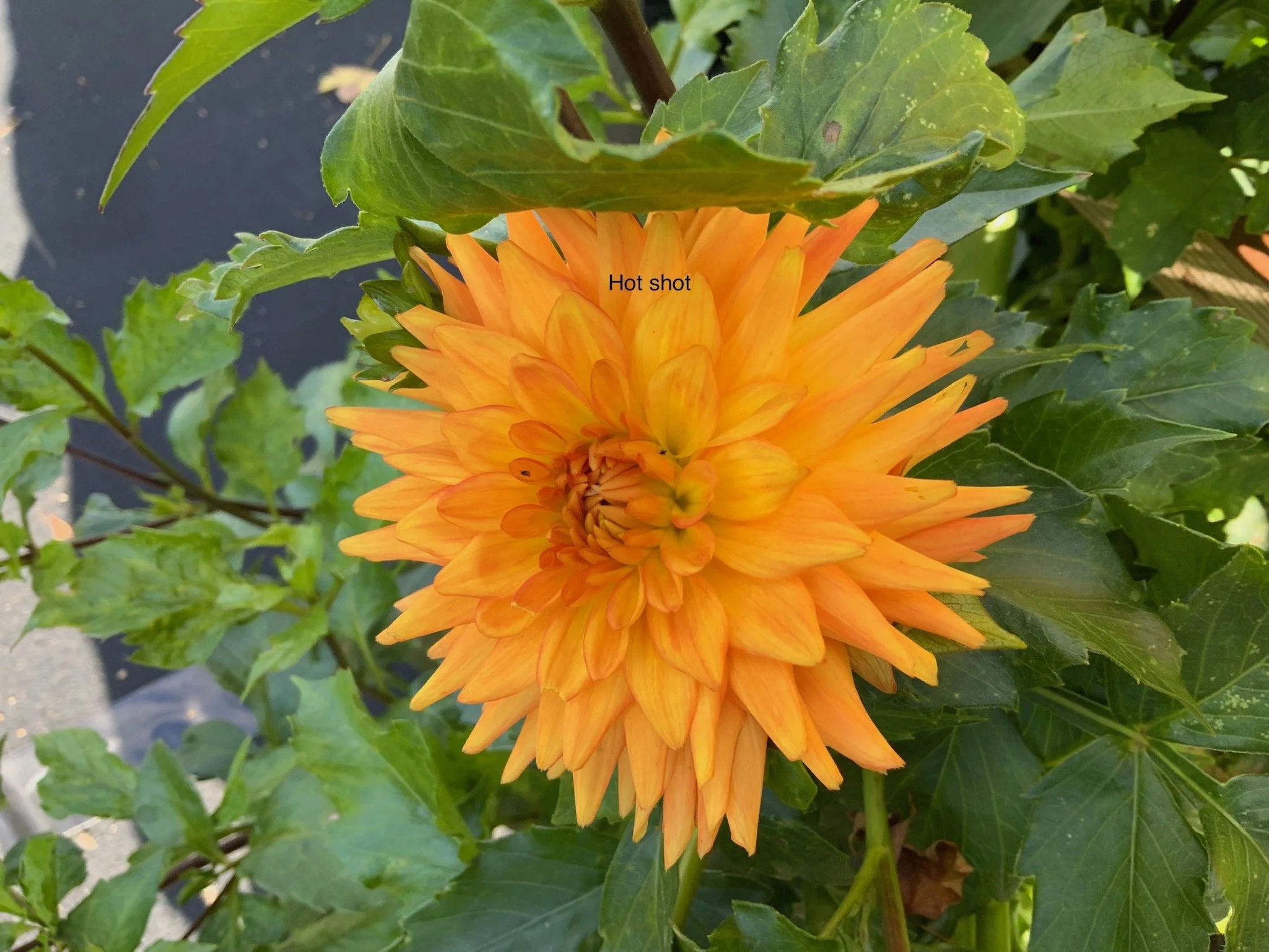 FARMIR'S Flowers