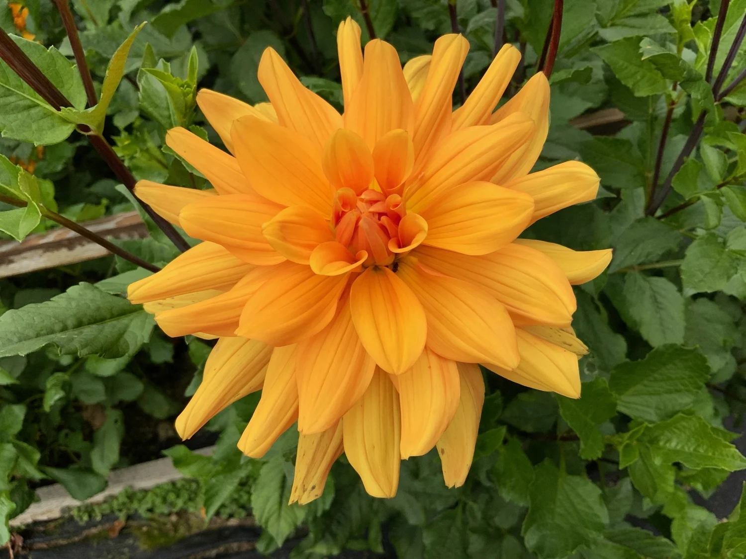 FARMIR'S Flowers