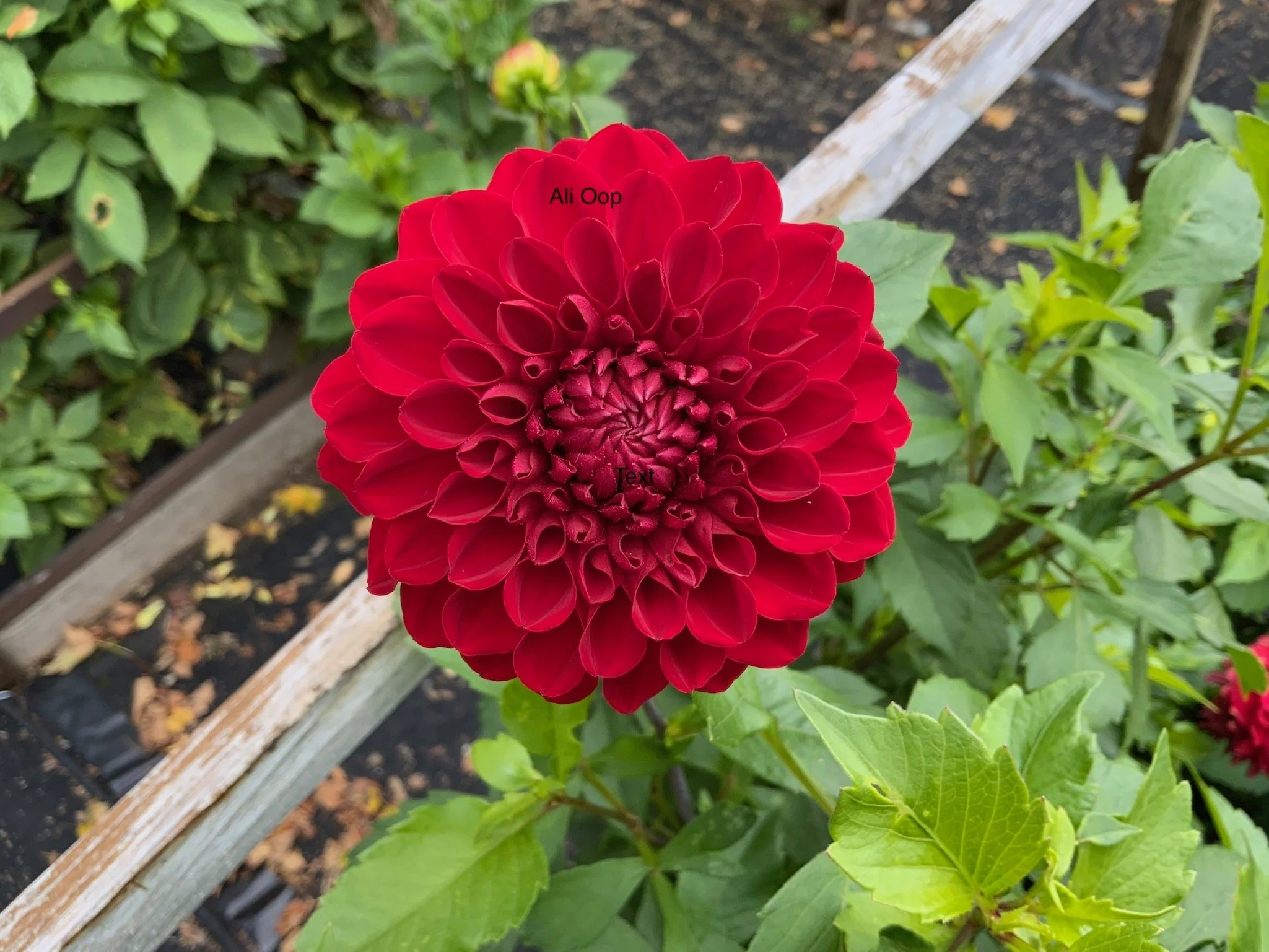 FARMIR'S Flowers