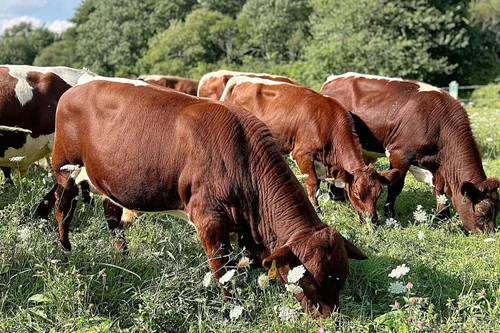 Slate Hill Cattle Company