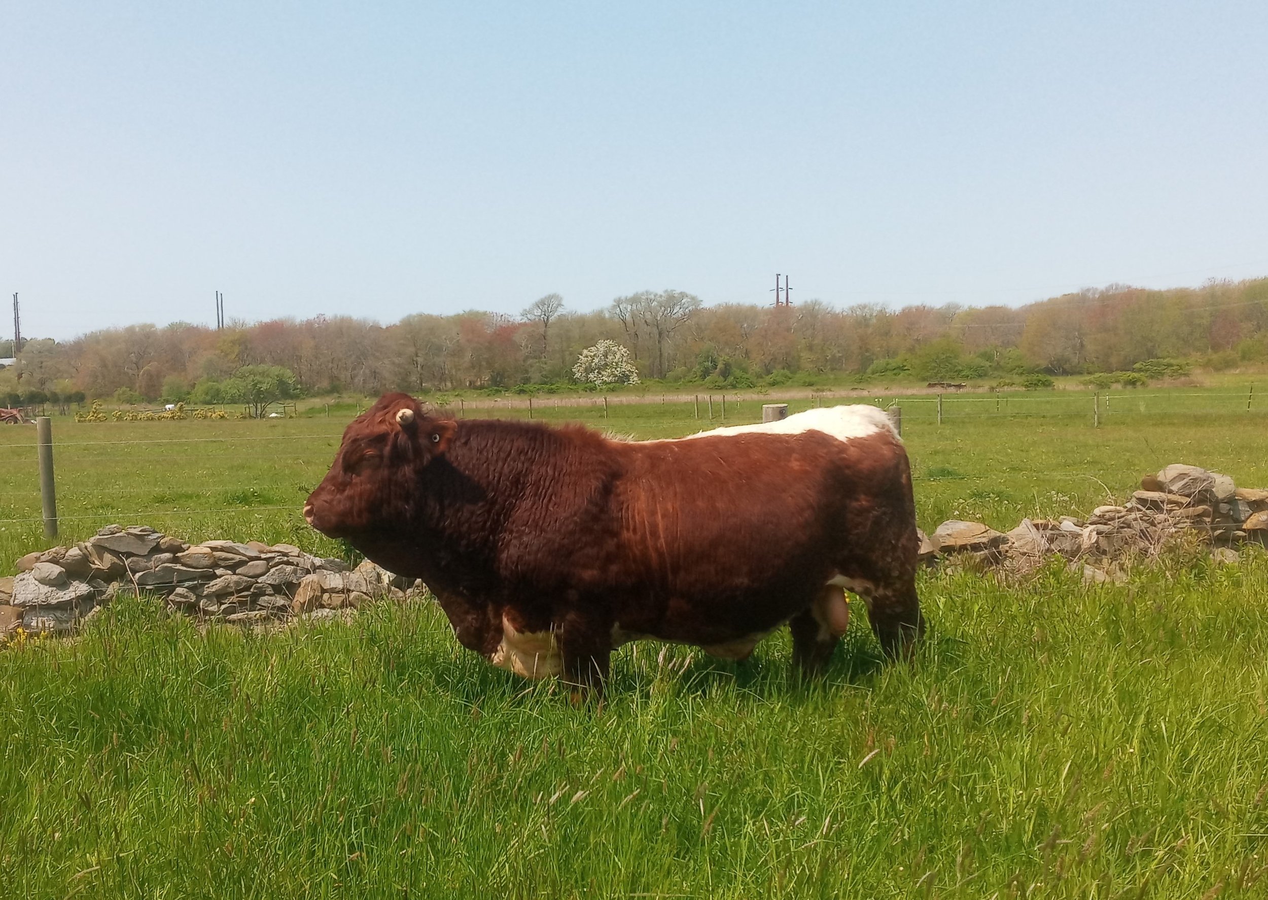 Slate Hill Cattle Company