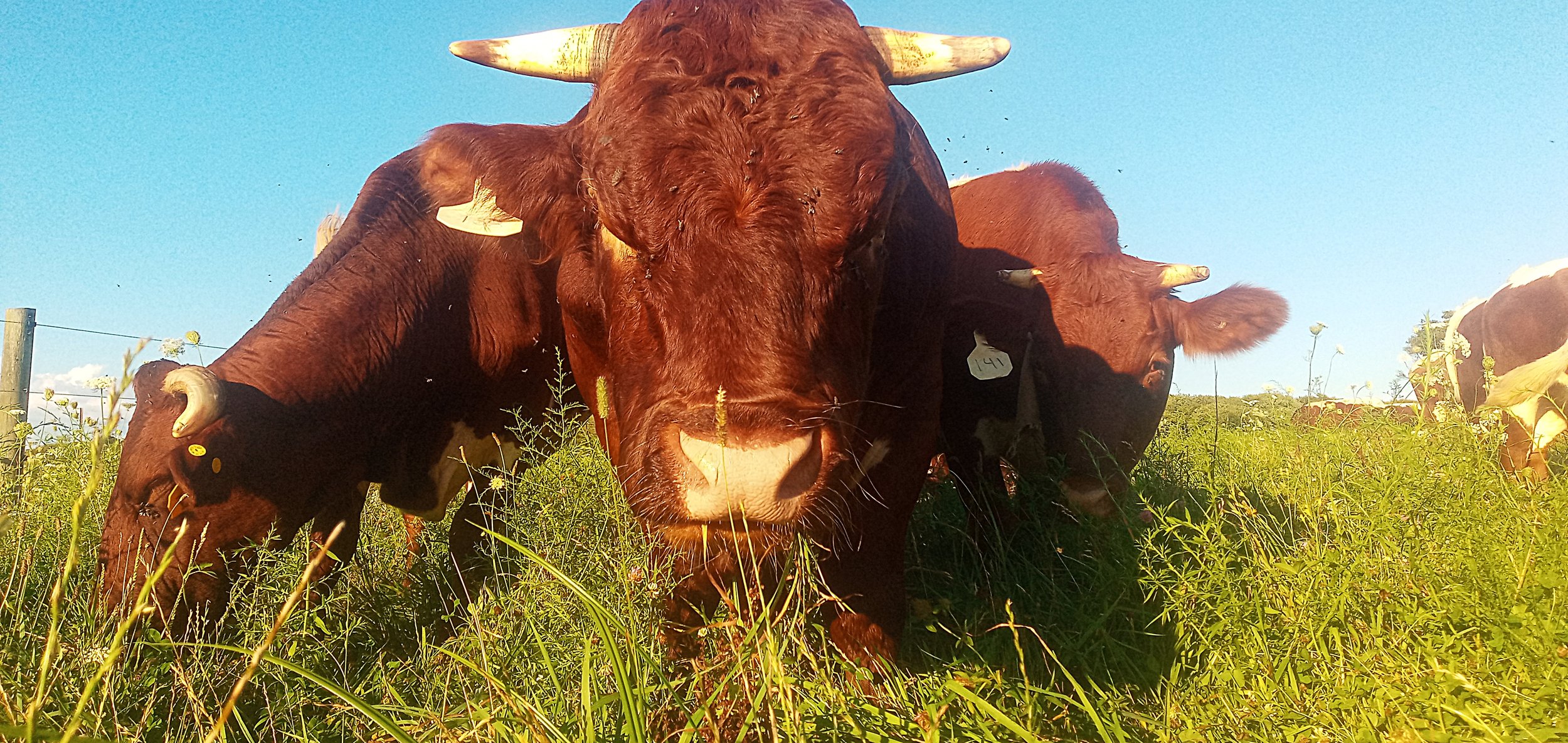 Slate Hill Cattle Company