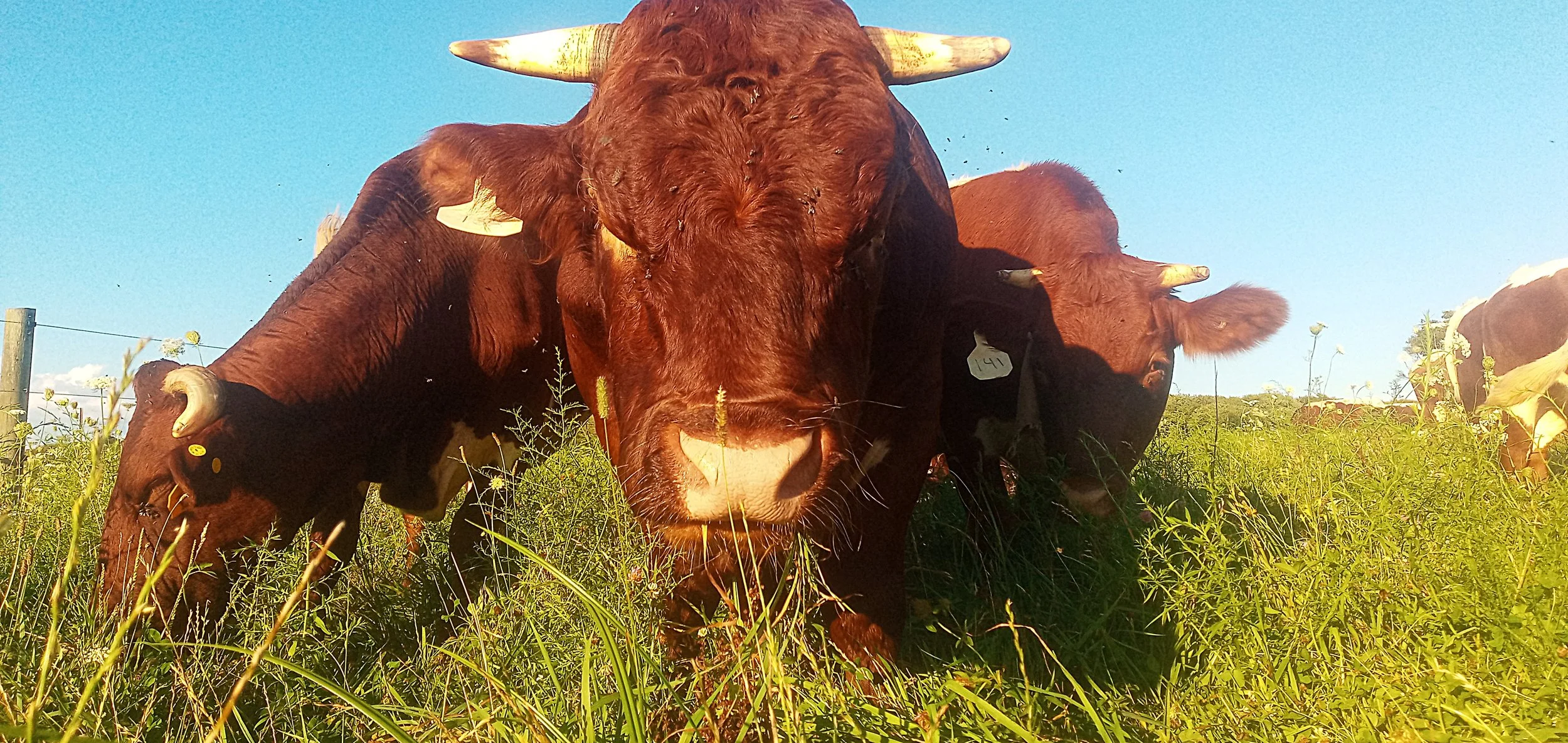 Slate Hill Cattle Company