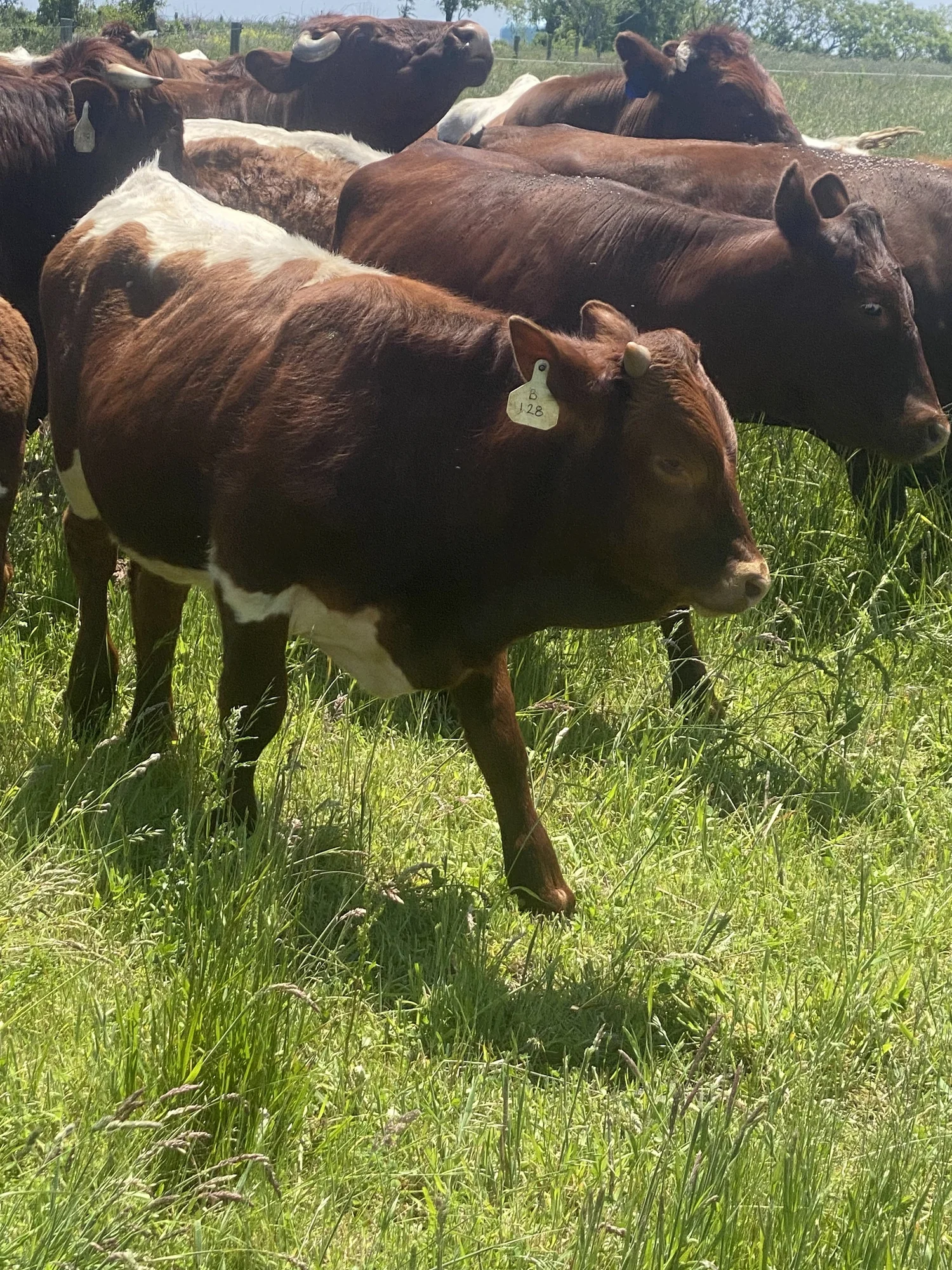 Gallery — Slate Hill Cattle Company