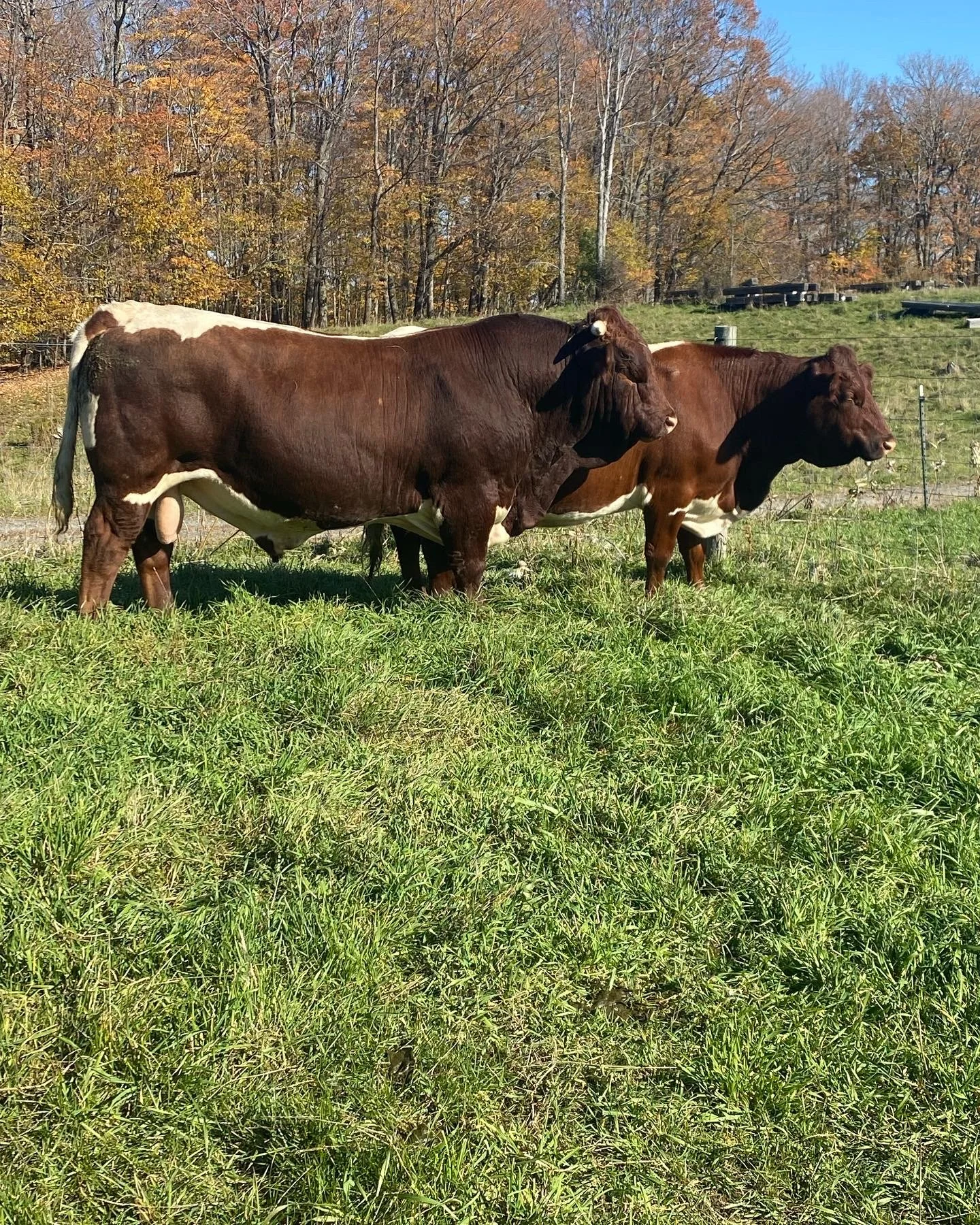 Gallery — Slate Hill Cattle Company