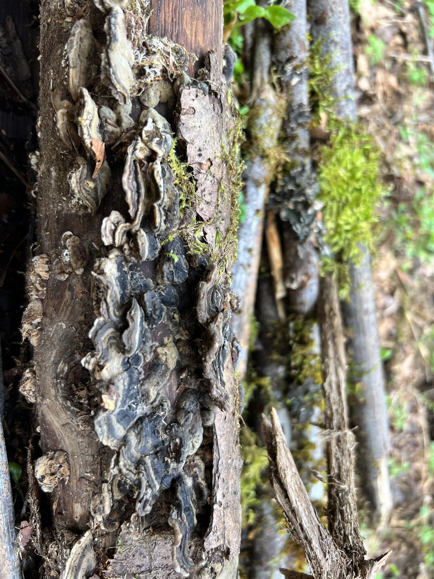 Indigenous-led Land Trusts — Oregon Land Justice Project