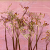 Helen Sear