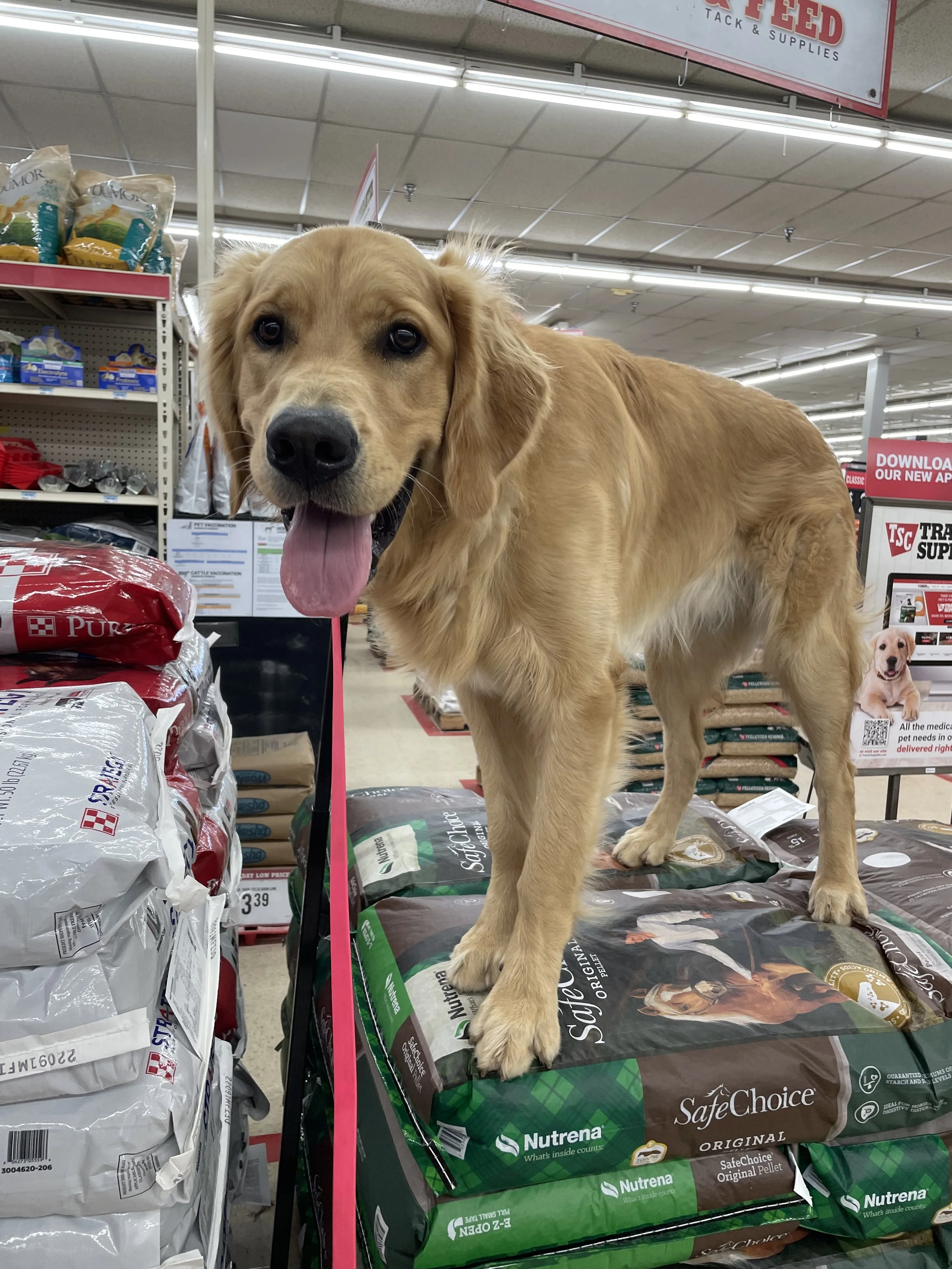 Unleashed Dog Training