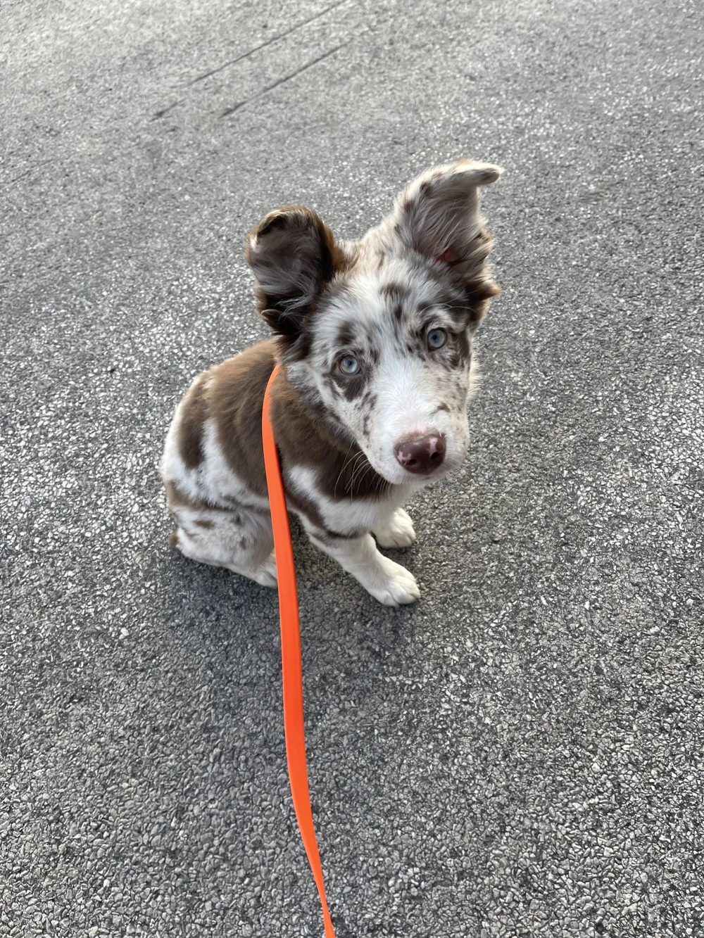 Unleashed Dog Training