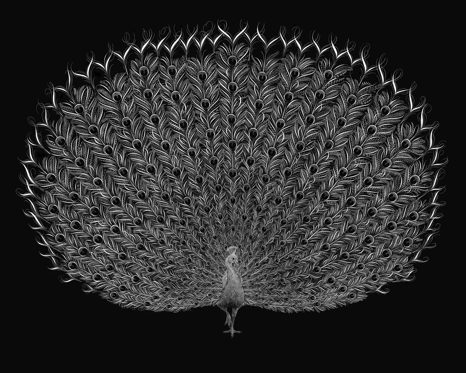 Jake Weidmann Artist and Master Penman