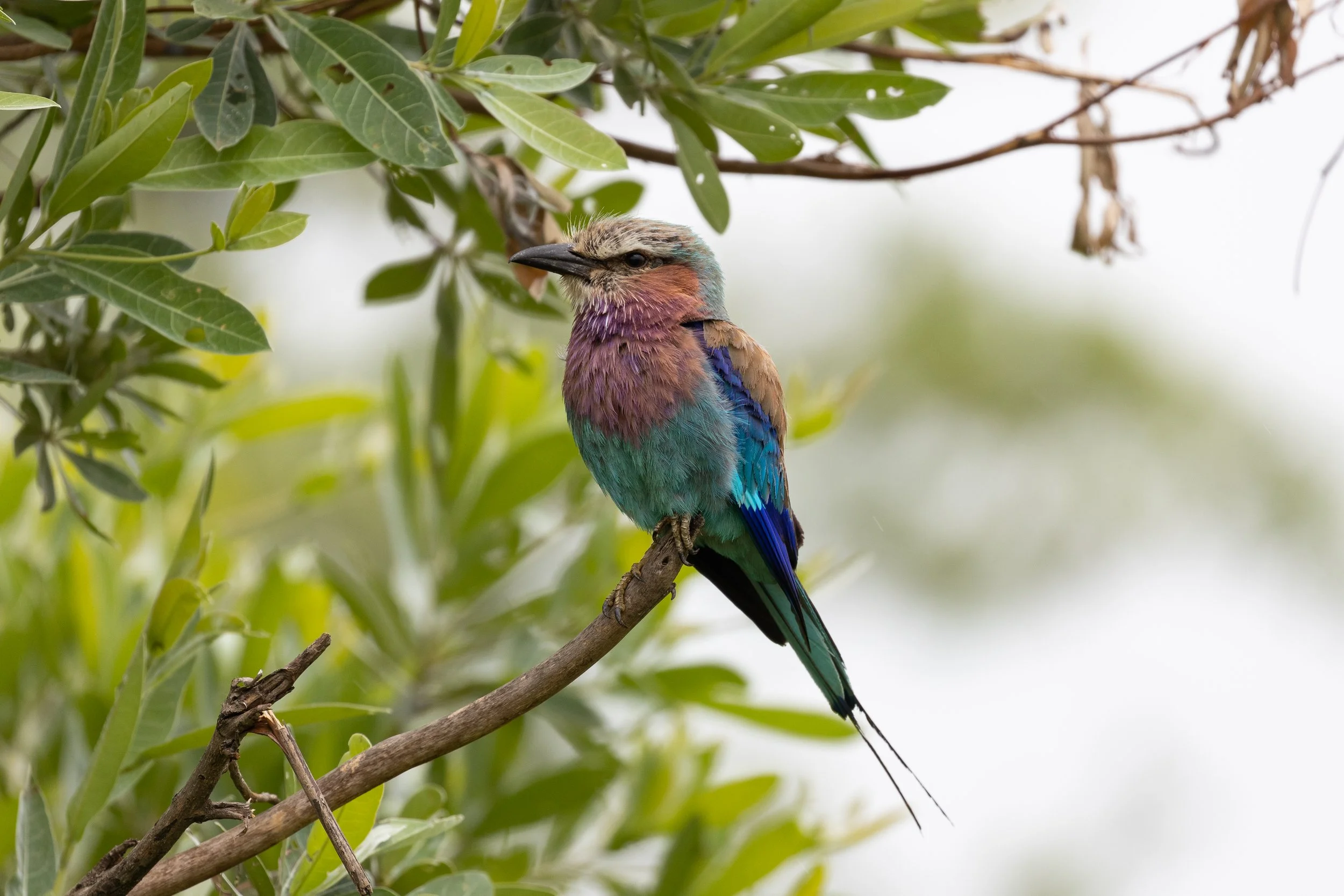 Joshua Lipman Photography