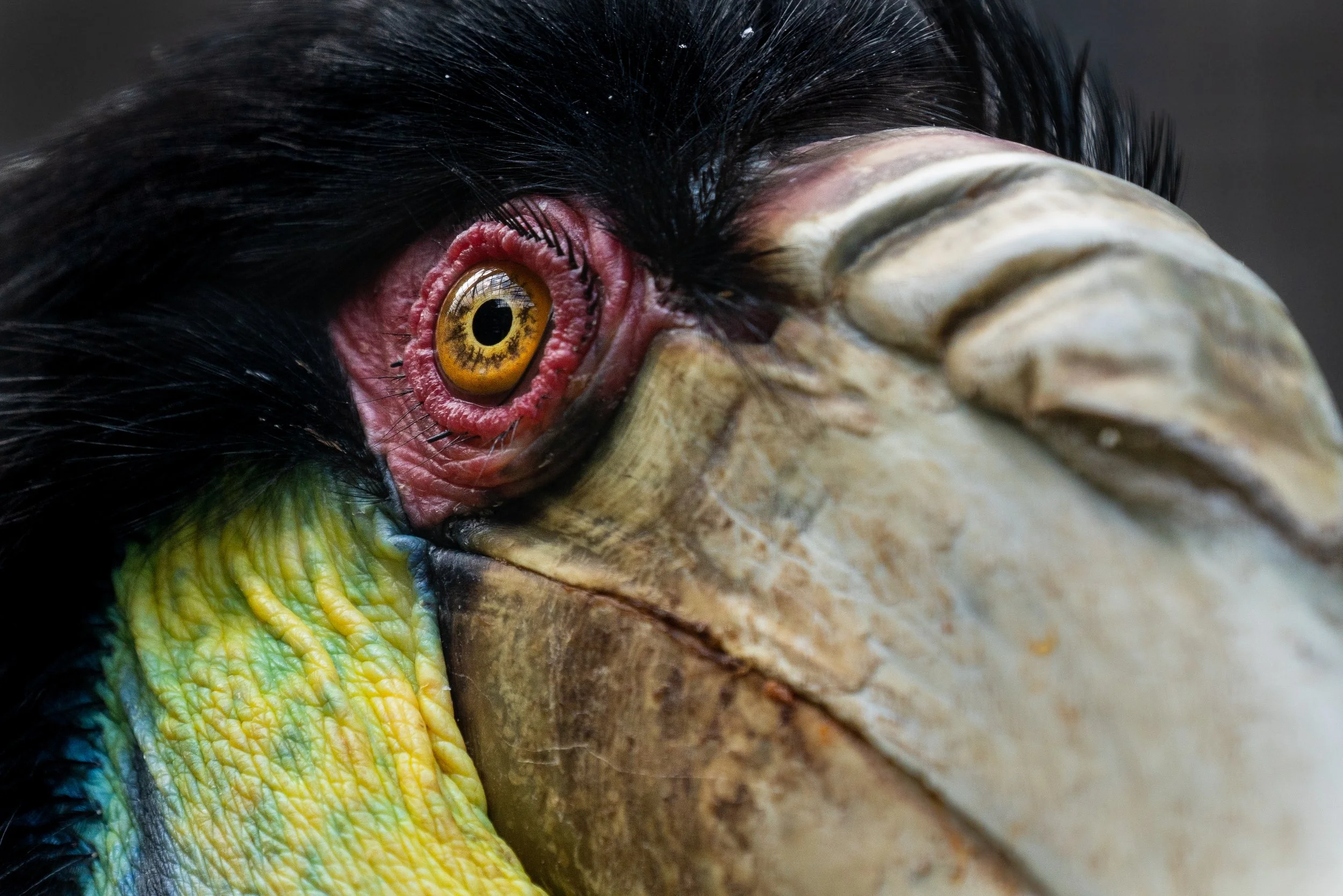 Wild Animal Suffering — Antinatalist Advocacy