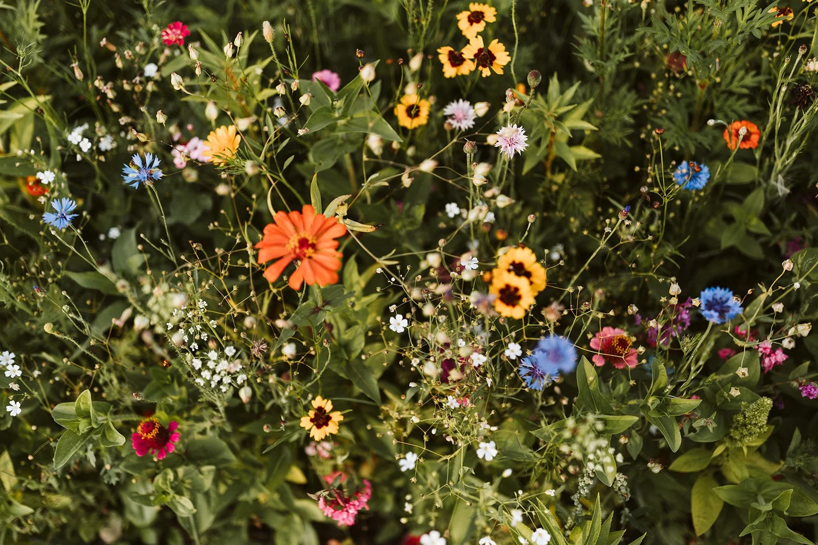 Visiting The Field — Sanctuary Flower Fields
