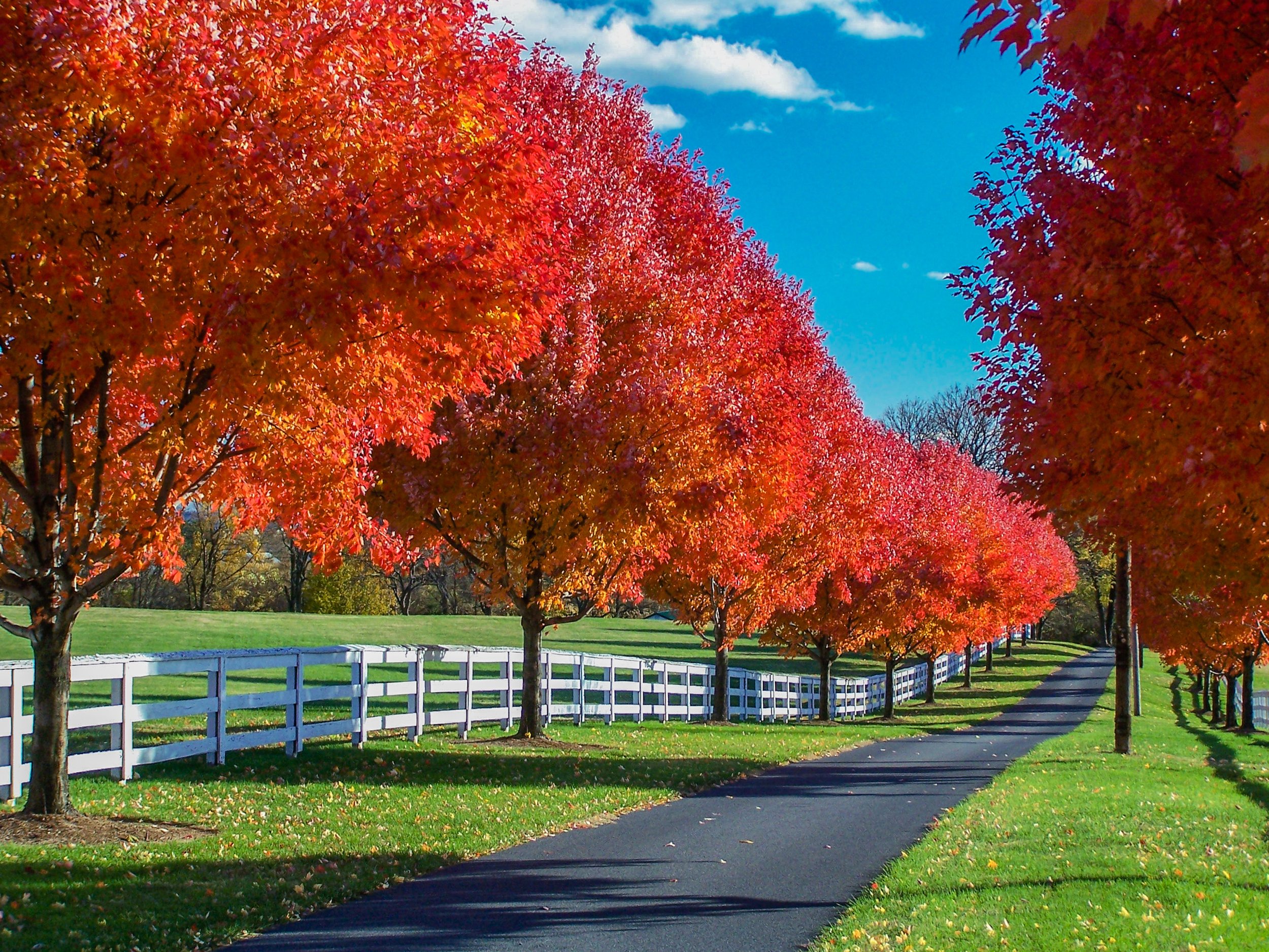 Heirloom Tree Care