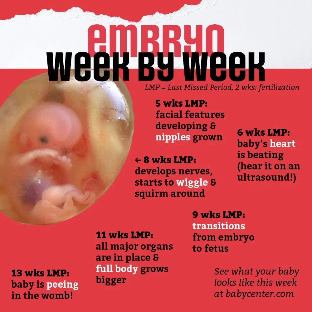 Abortion Pictures 2 Weeks