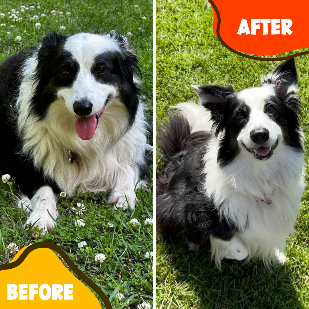 sadie’s story — Chubby Dog Nation