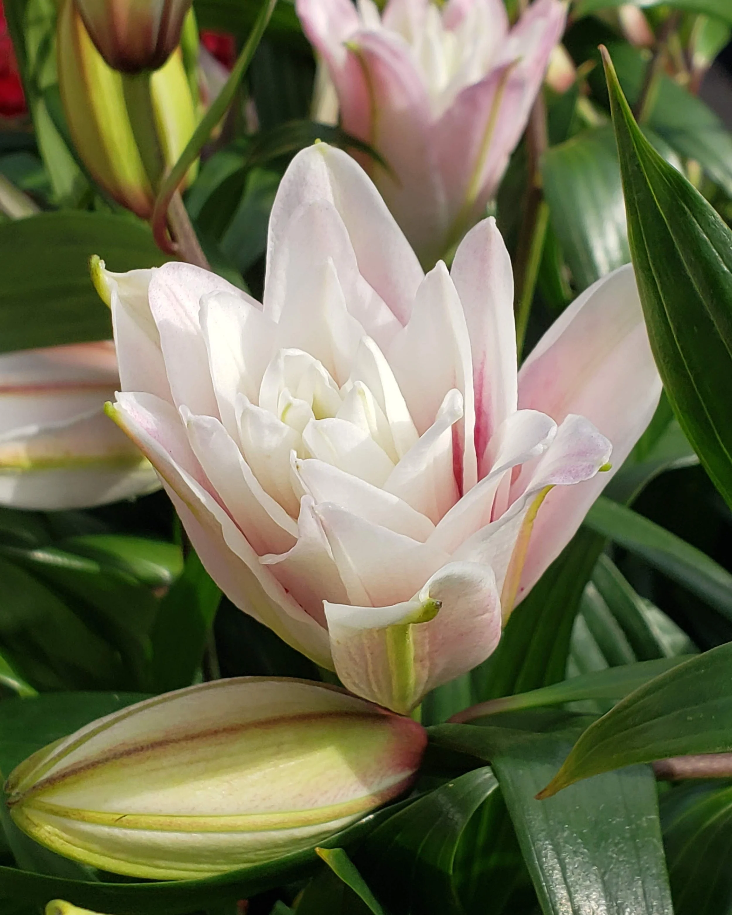 Brooklyn Flower Shop