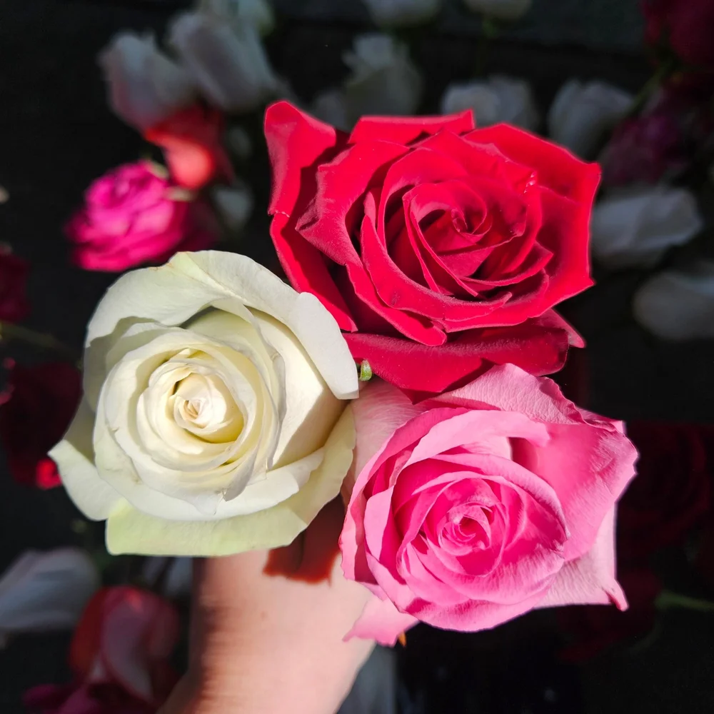 Rose Varieties — Brooklyn Flower Shop