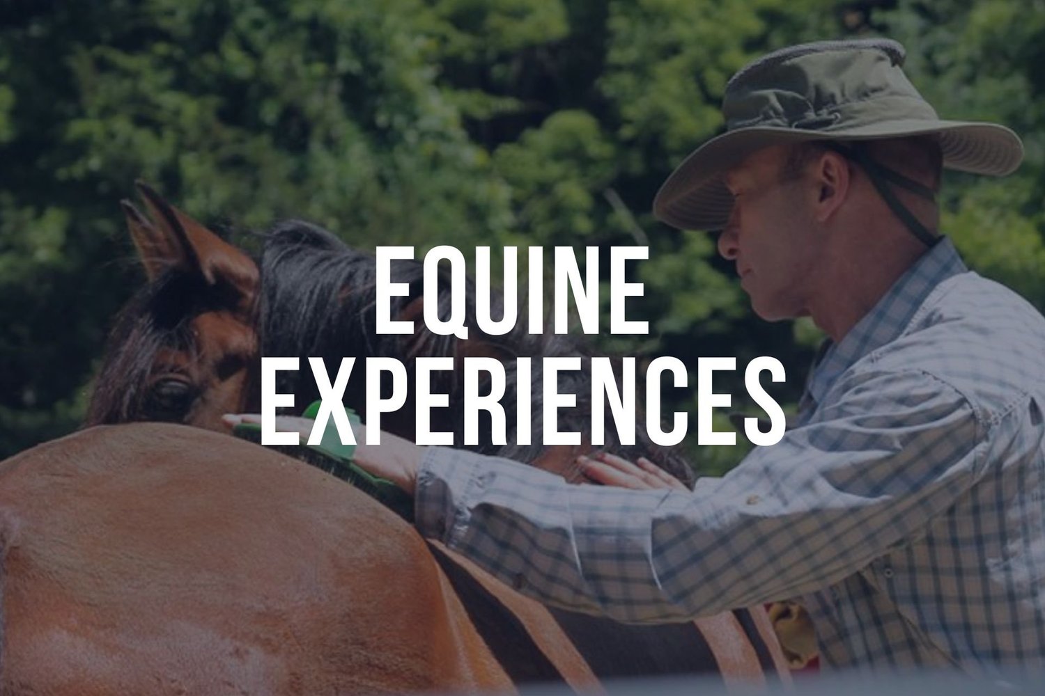 Equine Experiences | Guardian Revival
