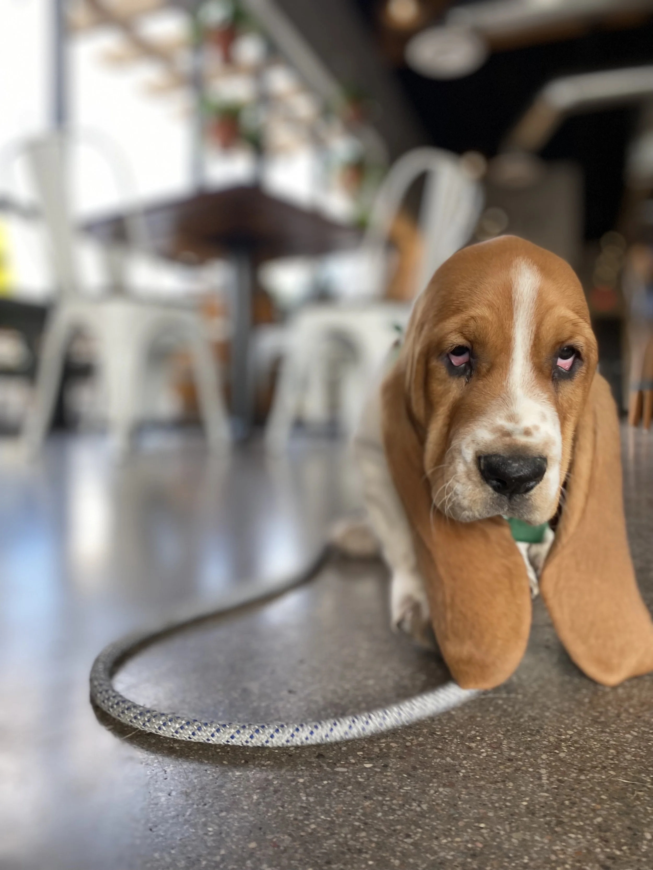 Hair of the Dog Gilbert- Dog-Friendly Taphouse and Wine Room