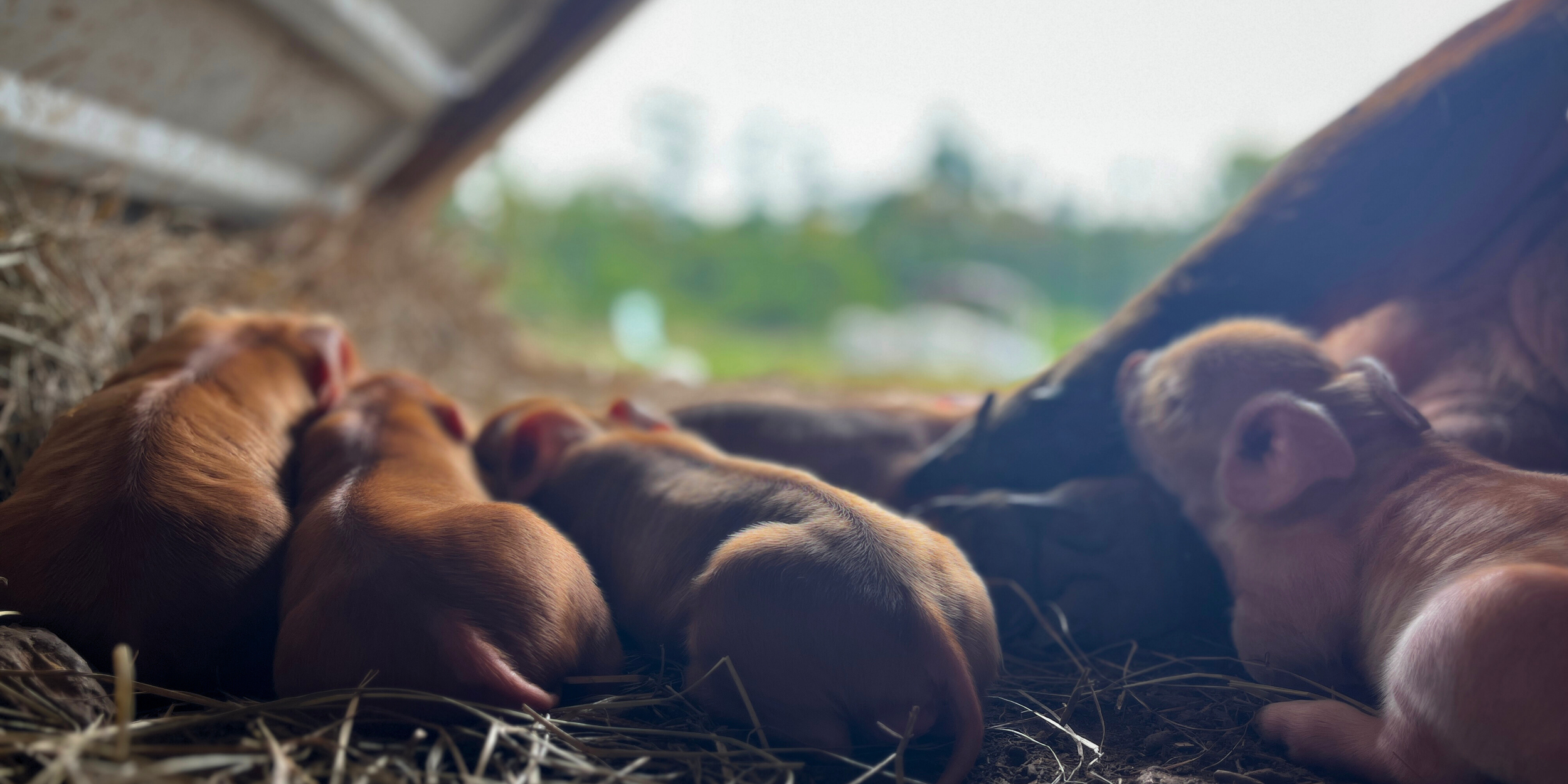 Idaho Pasture Pigs - Raising Your Own FAQ — Gather House Provisions