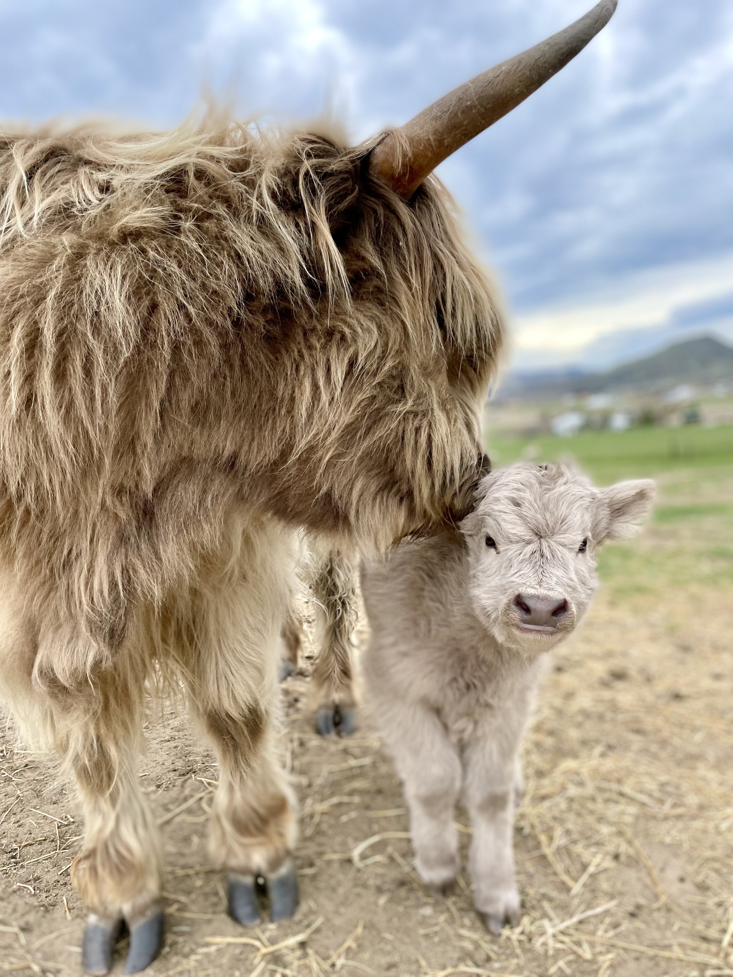 Find a Breeder — Northwest Highland Cattle Association