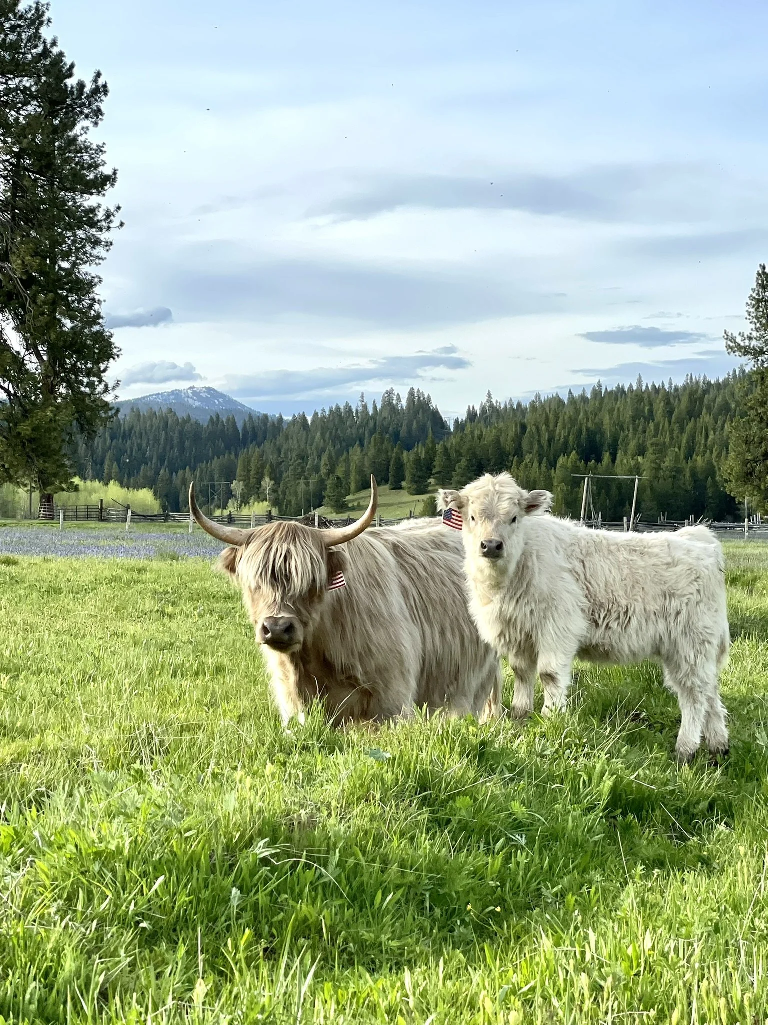Northwest Highland Cattle Association