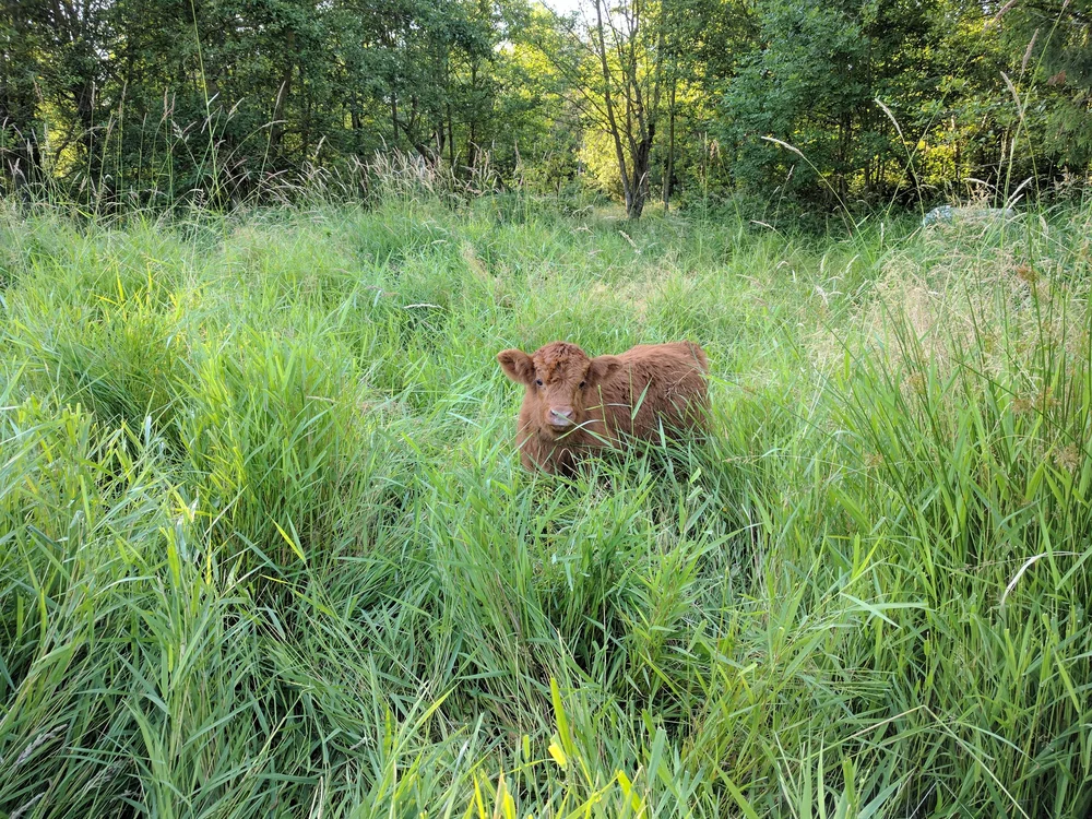 Cattle for Sale — Northwest Highland Cattle Association