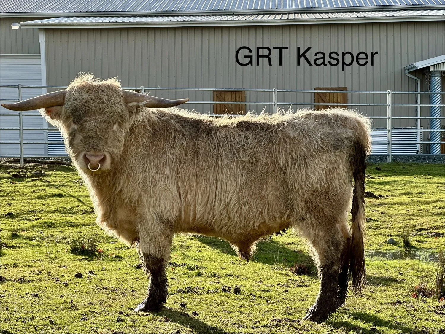 Cattle for Sale — Northwest Highland Cattle Association