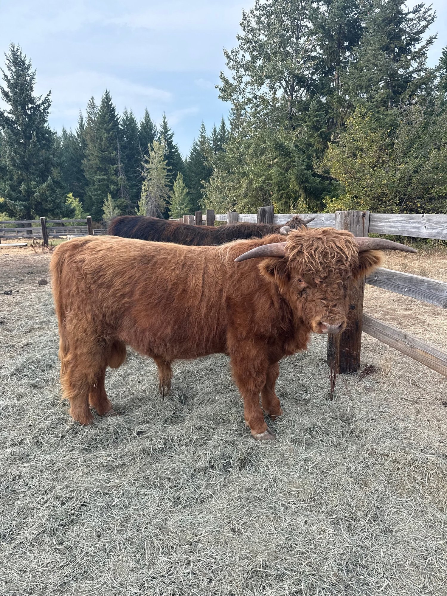 Cattle for Sale — Northwest Highland Cattle Association