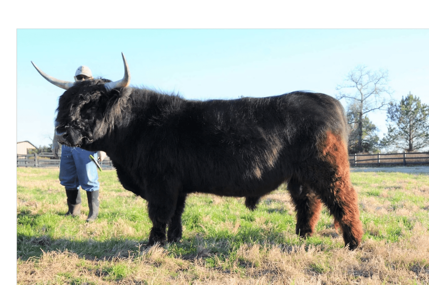 Cattle for Sale — Northwest Highland Cattle Association