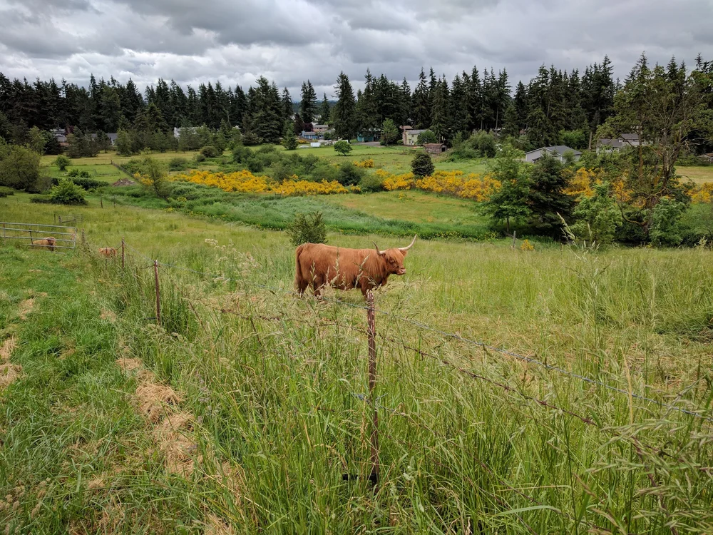 Northwest Highland Cattle Association