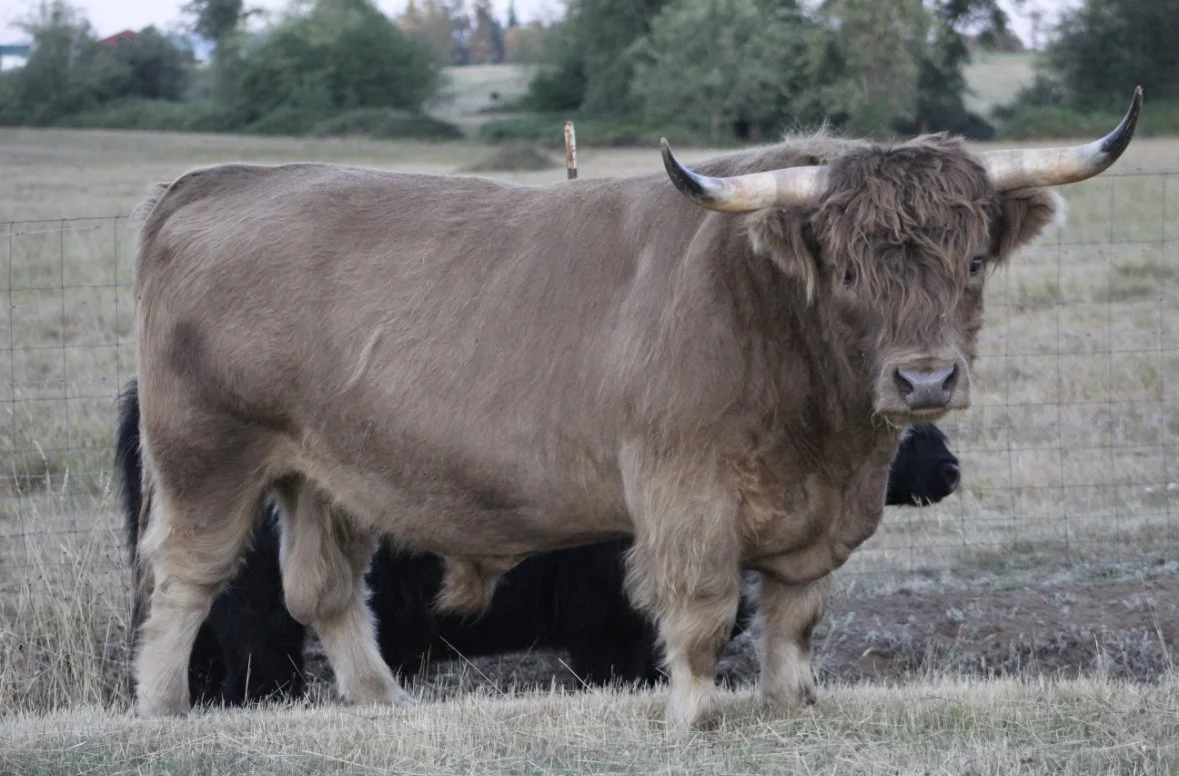 Cattle for Sale — Northwest Highland Cattle Association
