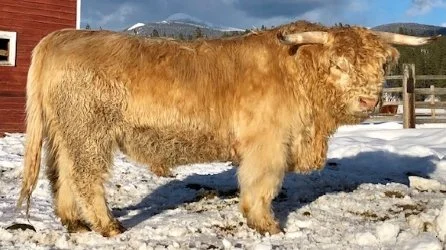 Cattle for Sale — Northwest Highland Cattle Association