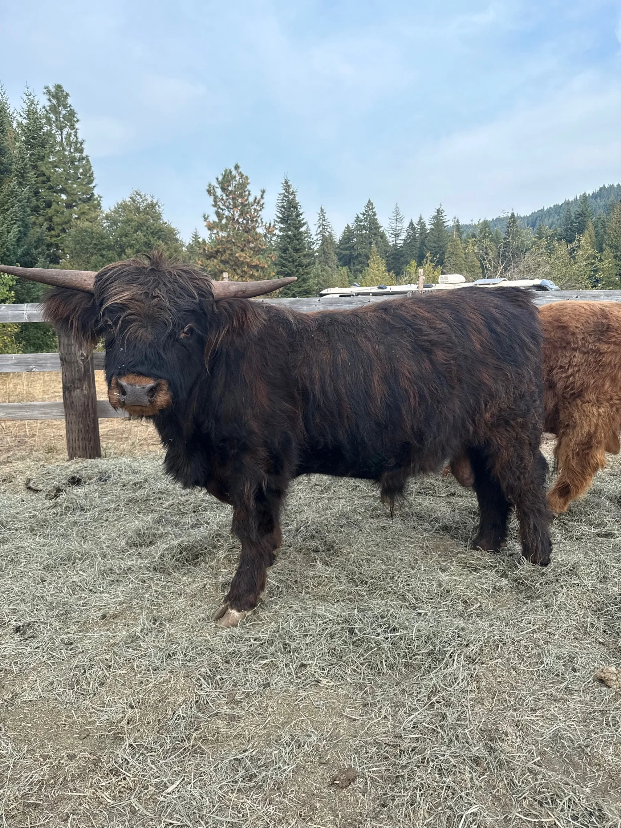Cattle for Sale — Northwest Highland Cattle Association