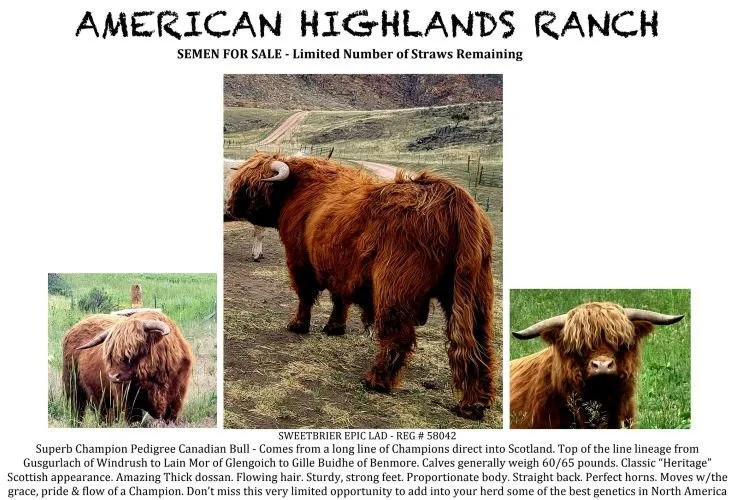 Cattle for Sale — Northwest Highland Cattle Association