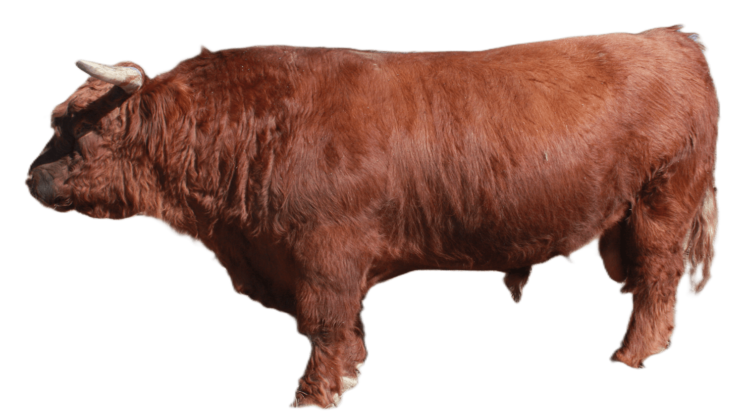 Cattle for Sale — Northwest Highland Cattle Association