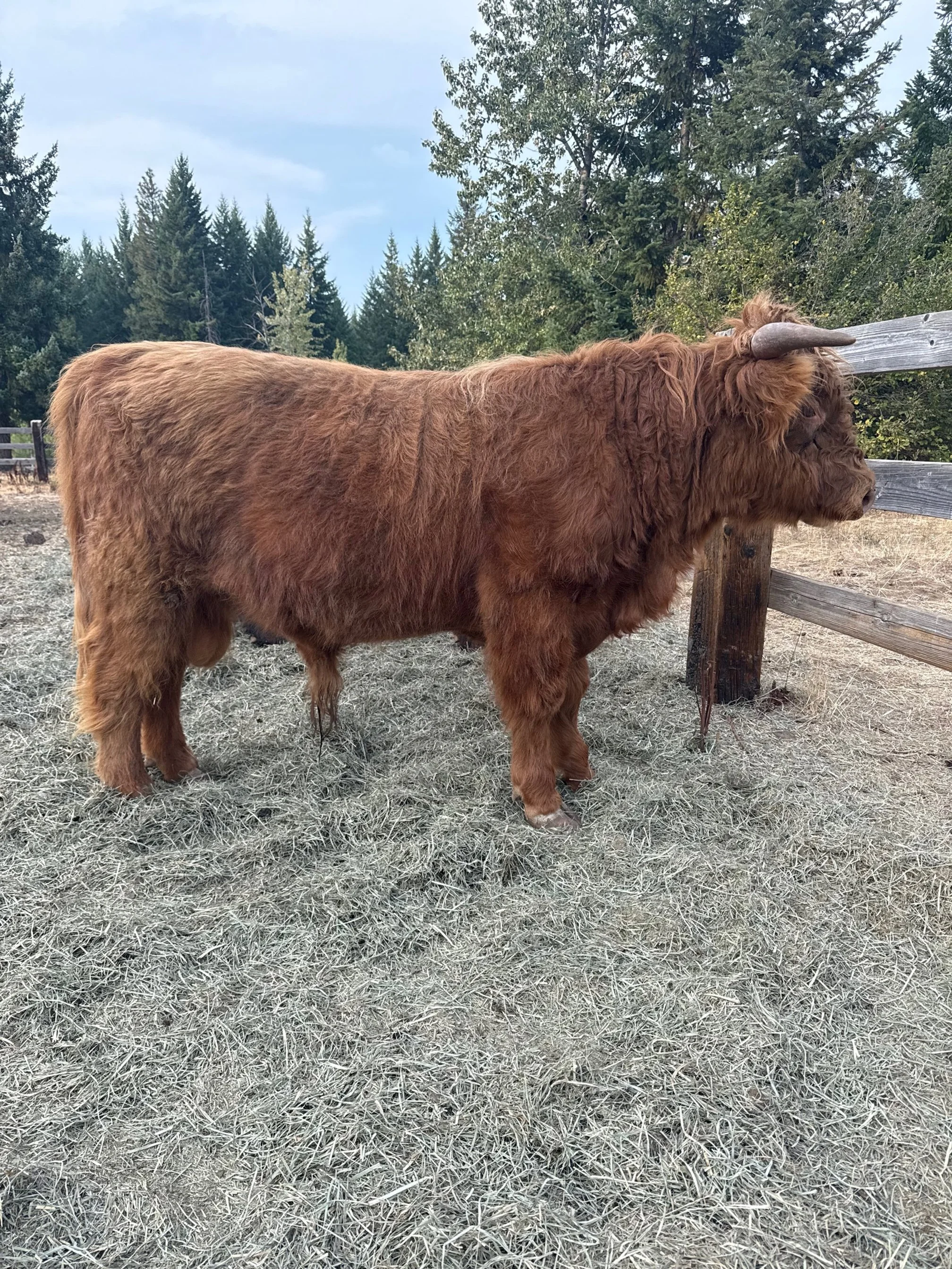Cattle for Sale — Northwest Highland Cattle Association