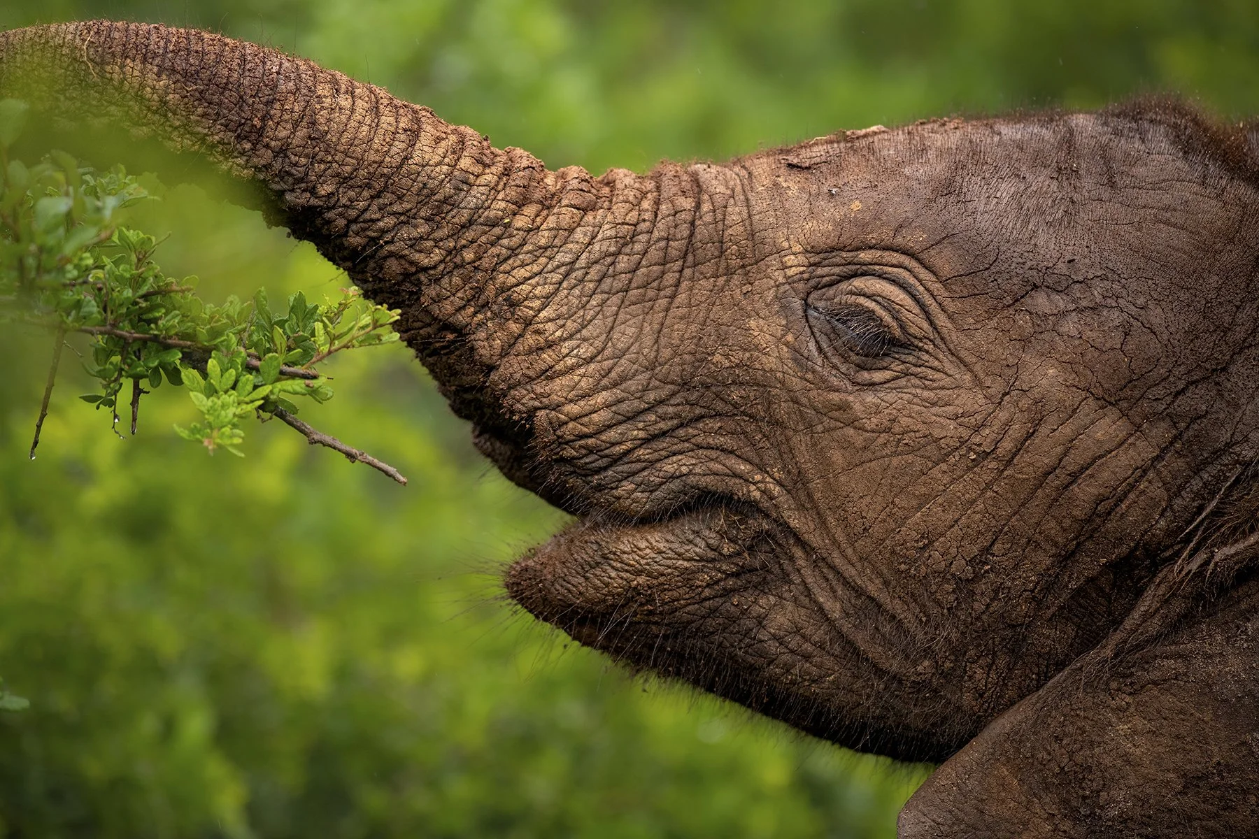 Faizel Ismail | Wildlife Photographer | International Safari Guide