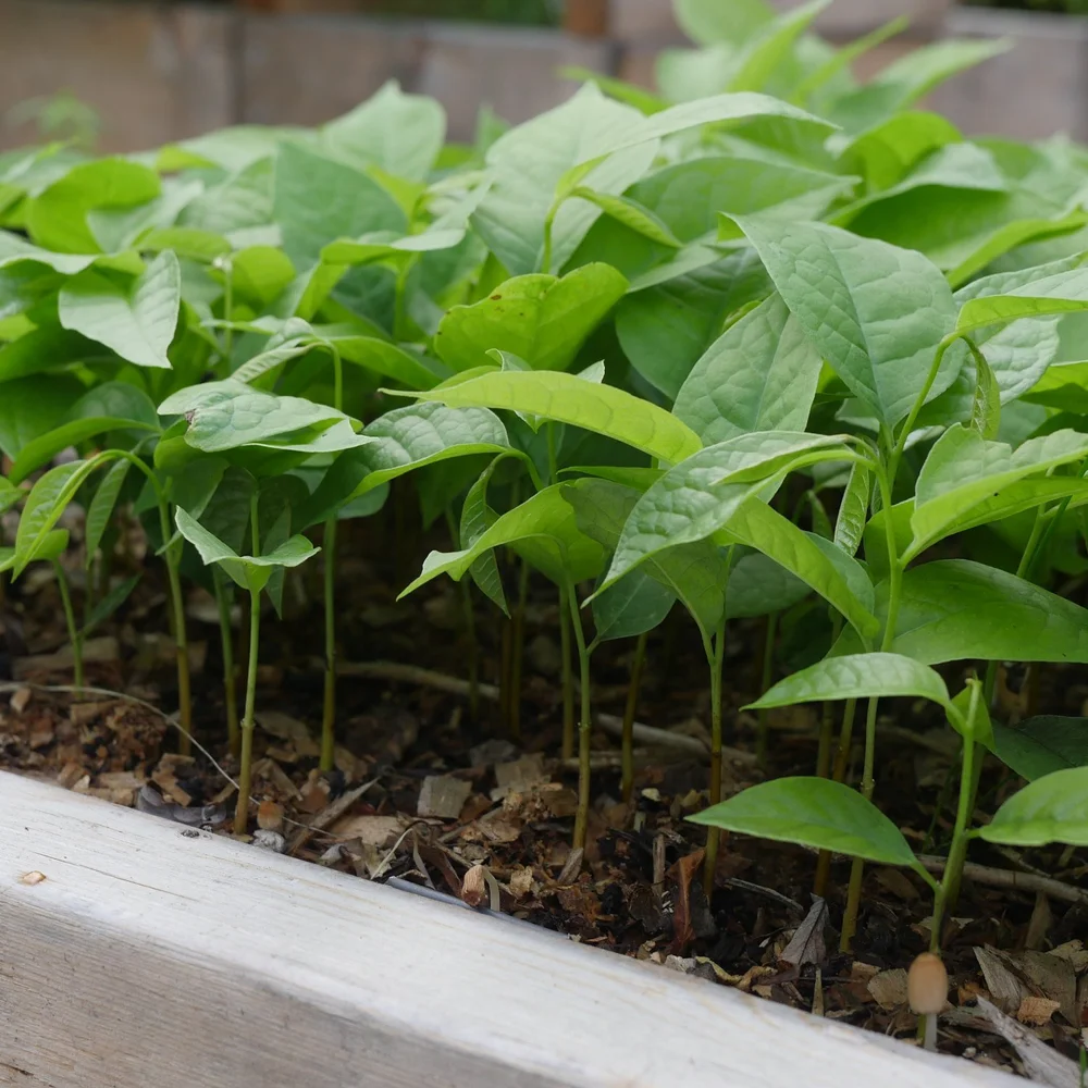 How to grow pawpaw from seed (Asimina triloba) — Haoma Selections