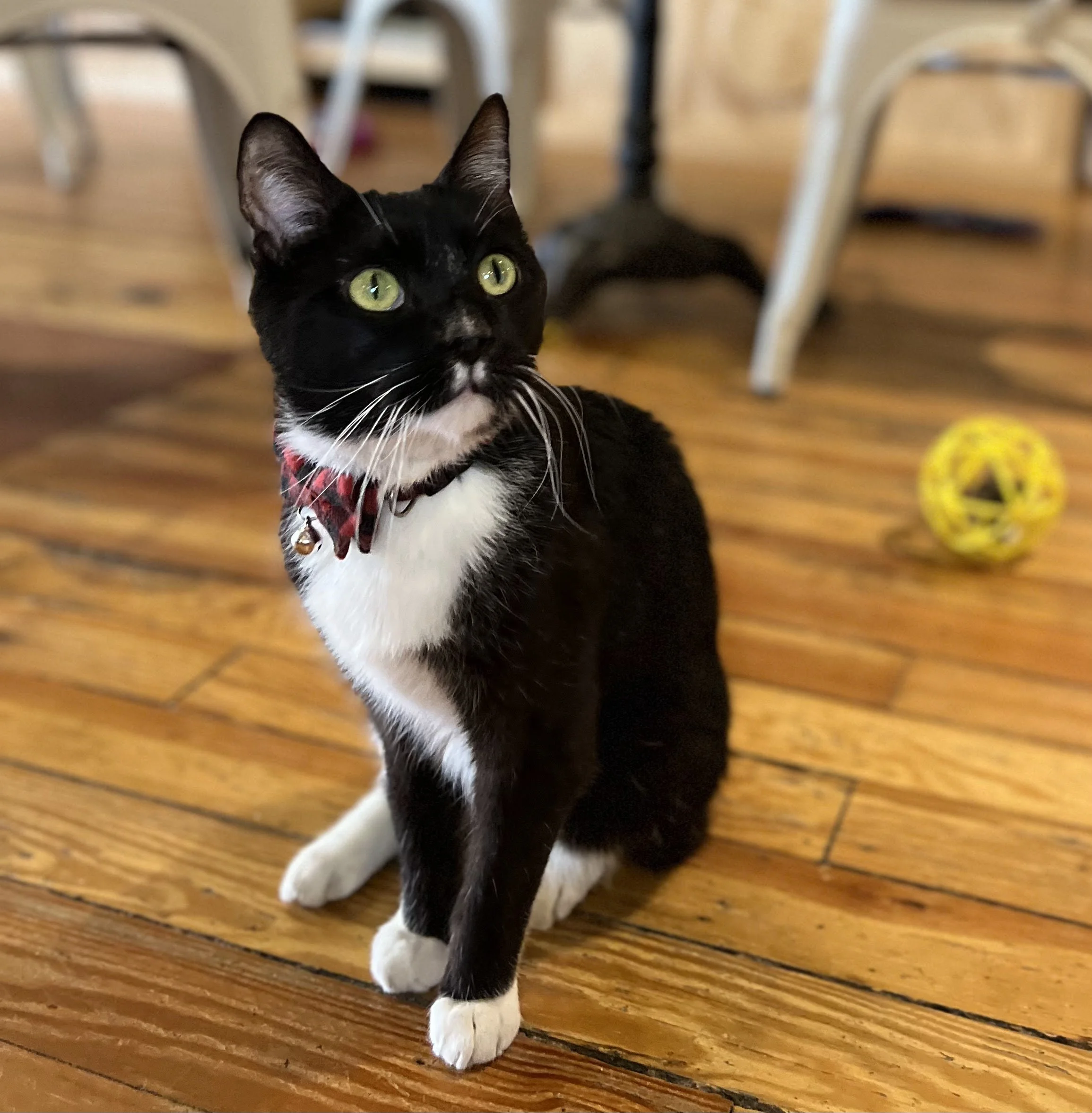 Cats — Denver Cat Company